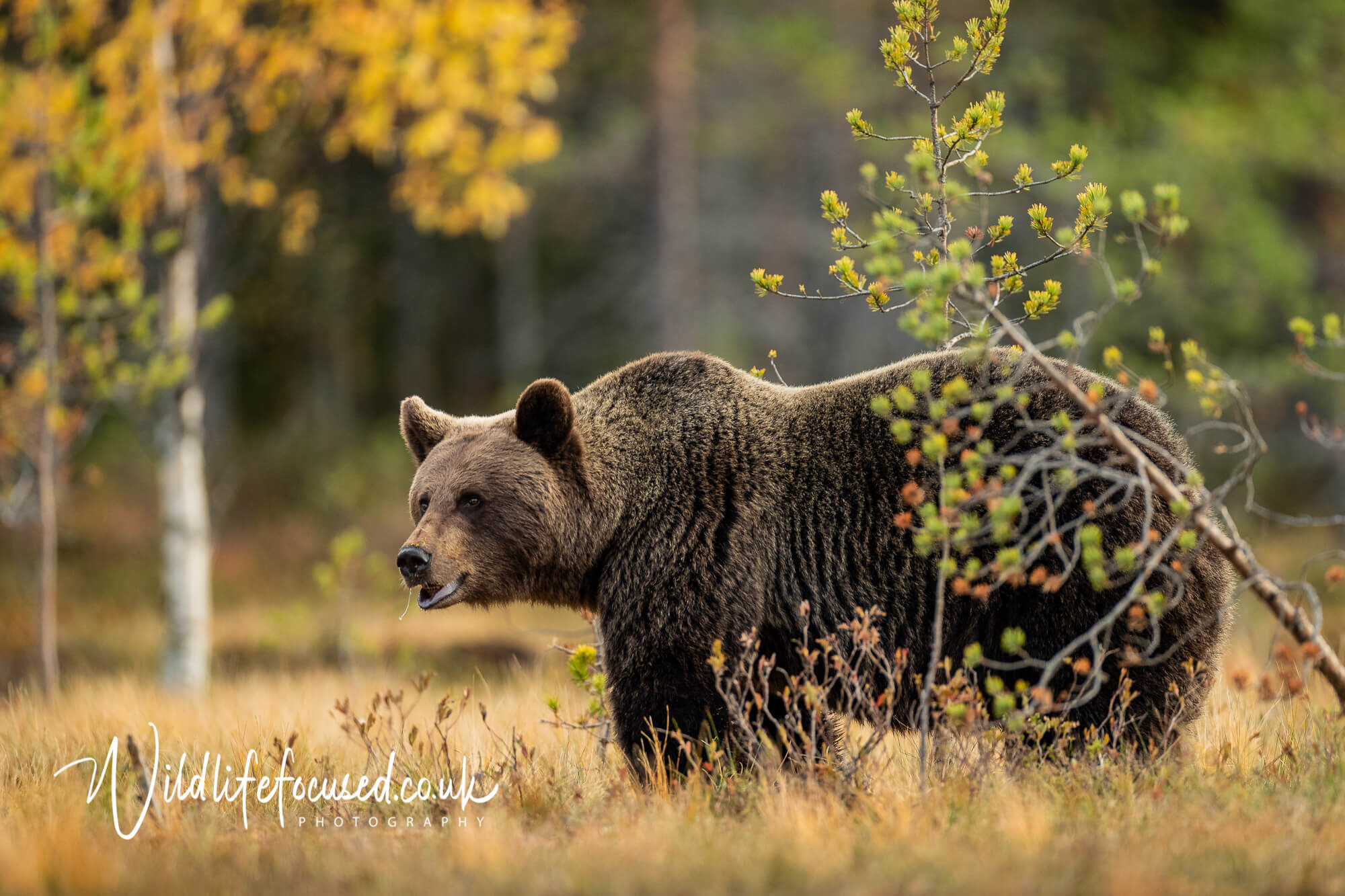 Autumn Bears Wallpaper A Pair Of Teddy Bear Toys On Autumn L