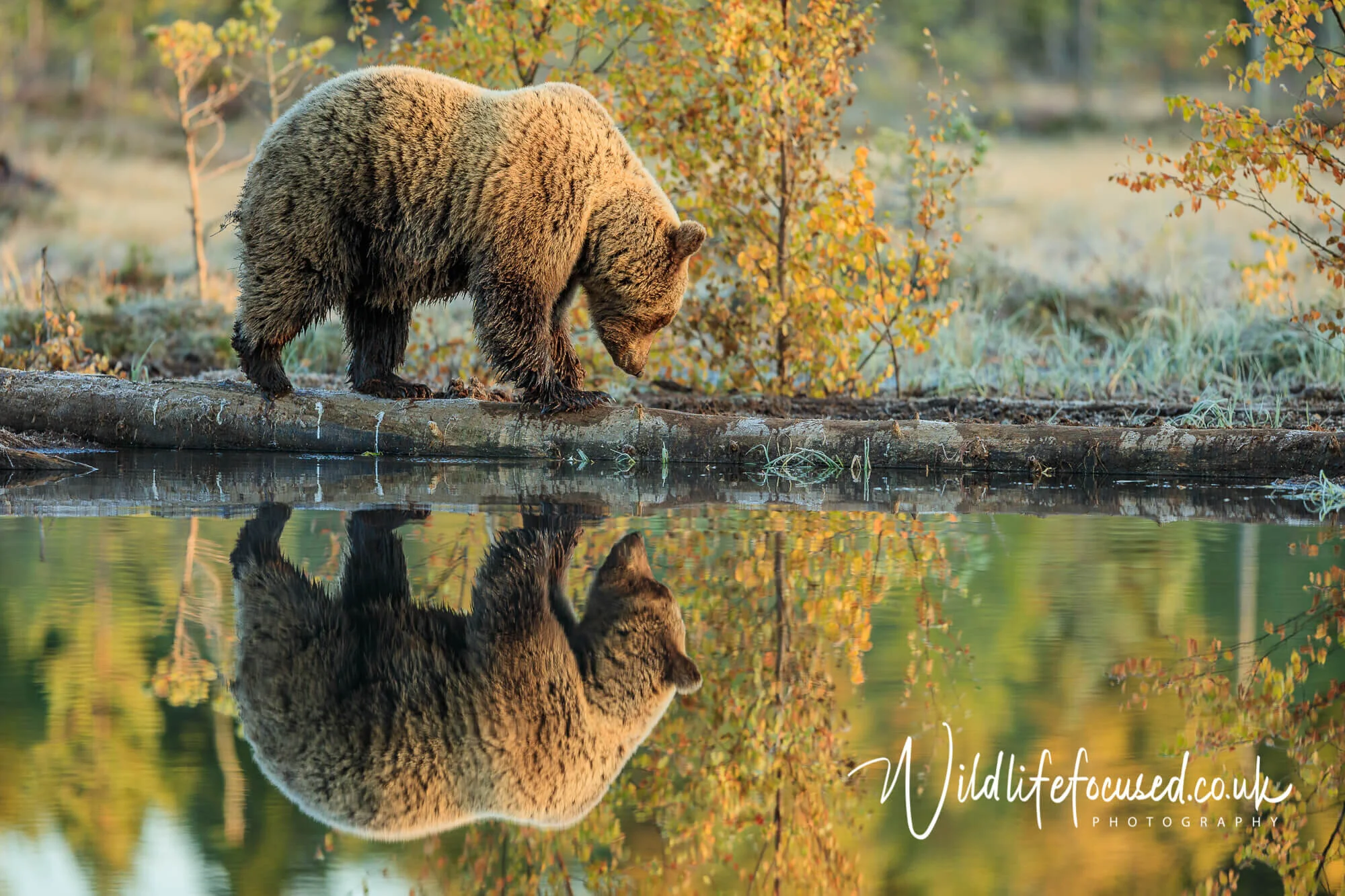 Autumn Bears Wallpaper A Pair Of Teddy Bear Toys On Autumn L