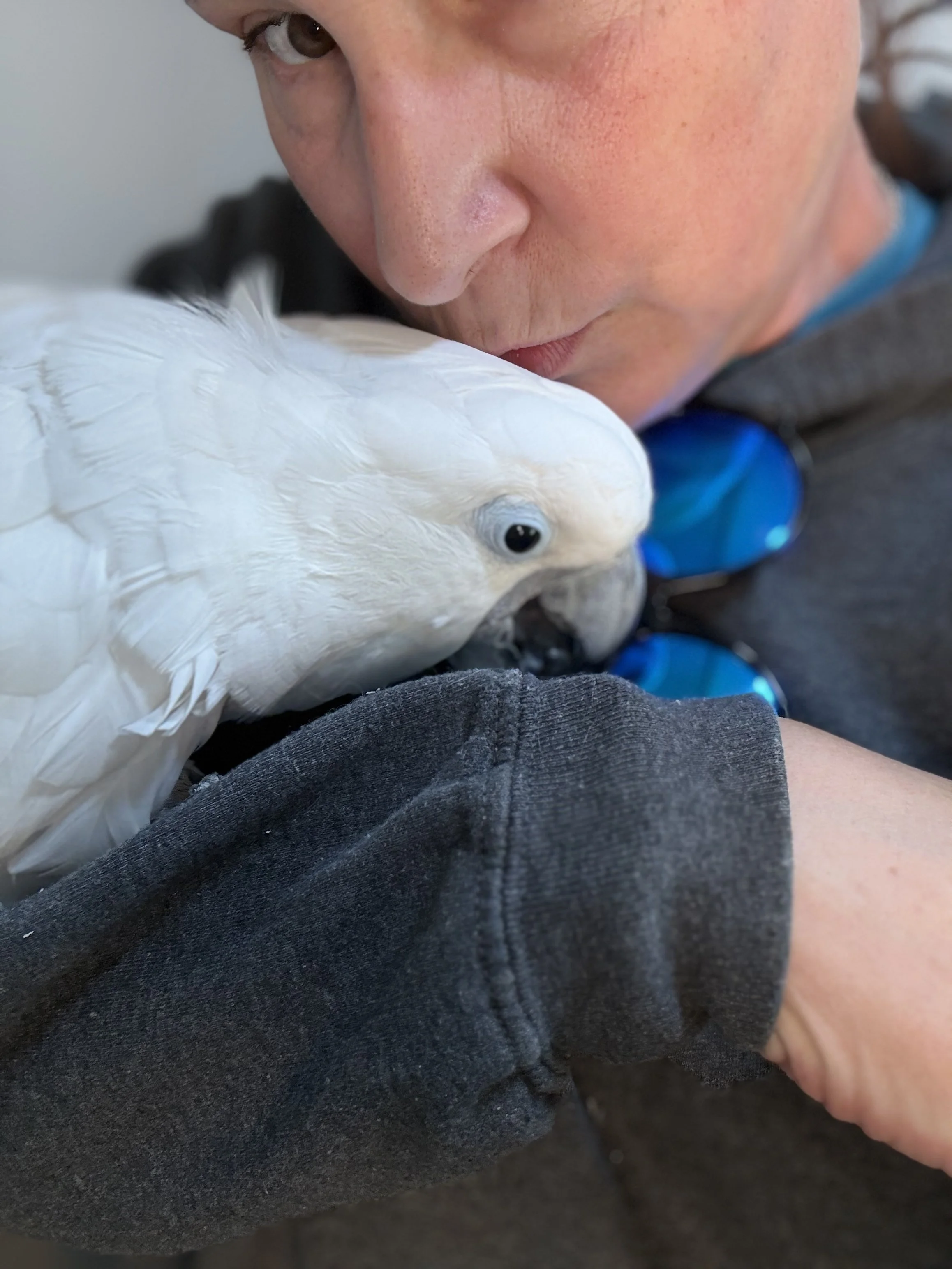 Available Parrots for Adoption — Birds and Beaks Rescue and Rehab