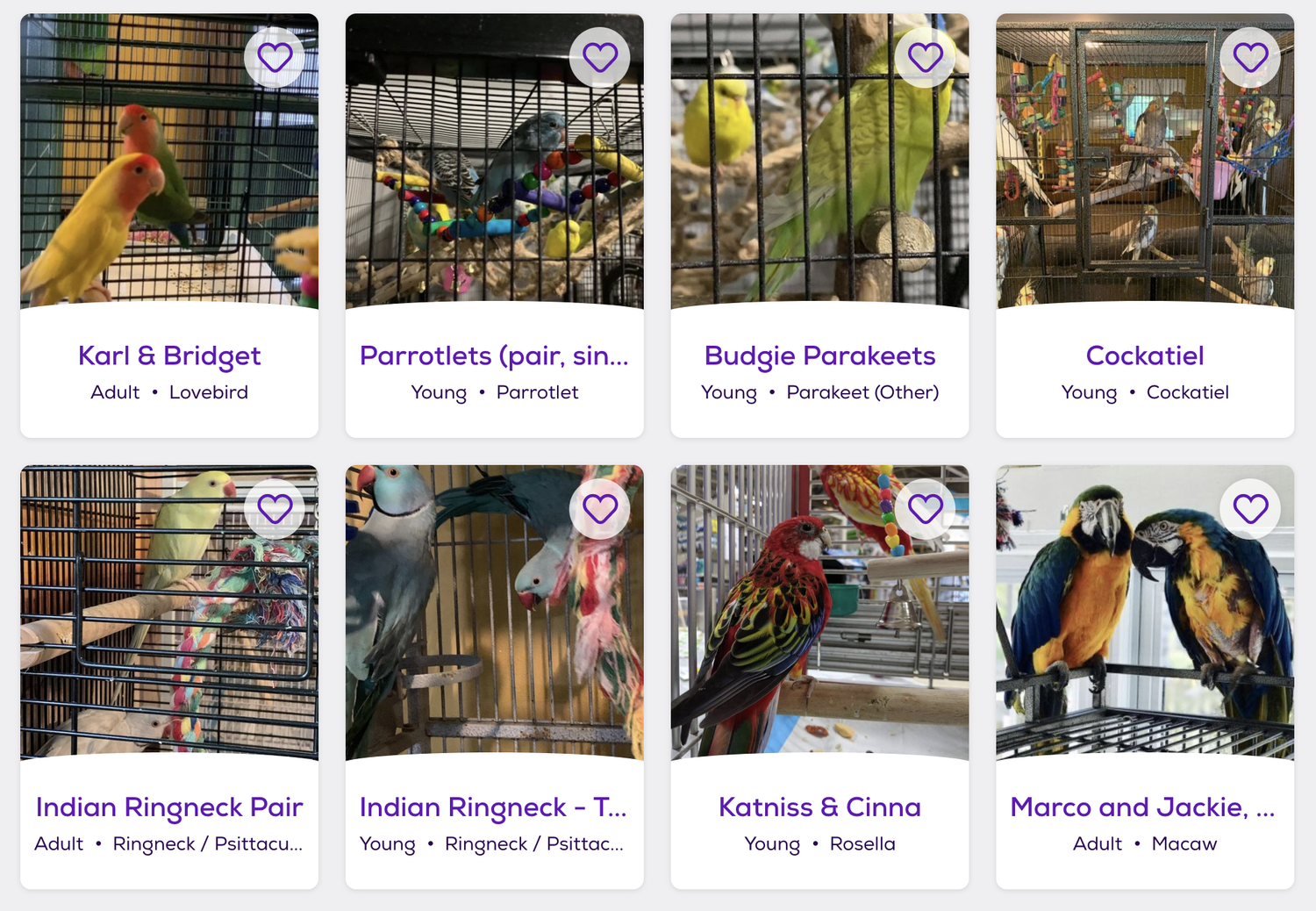 ADOPT A PARROT — Birds and Beaks Rescue and Rehab