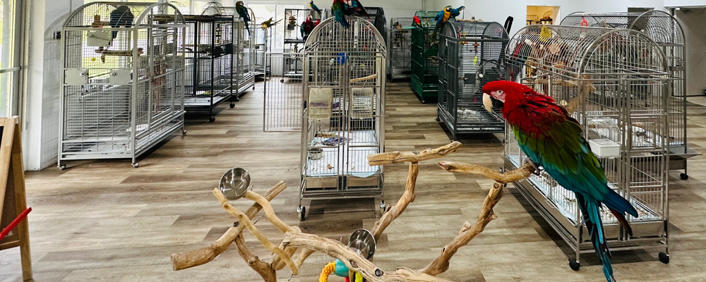 Schedule your Surrender — Birds and Beaks Rescue and Rehab
