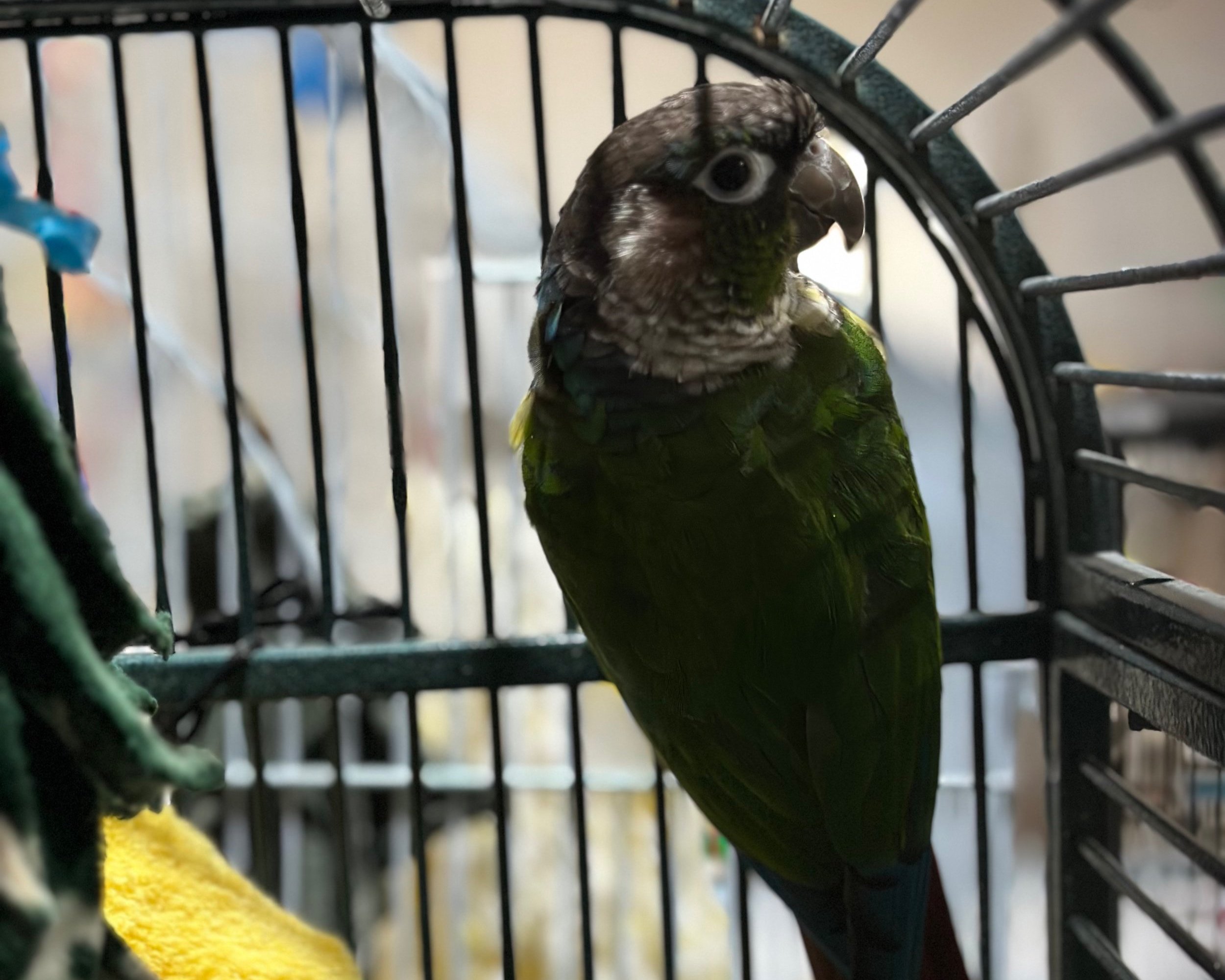 Available Parrots for Adoption — Birds and Beaks Rescue and Rehab