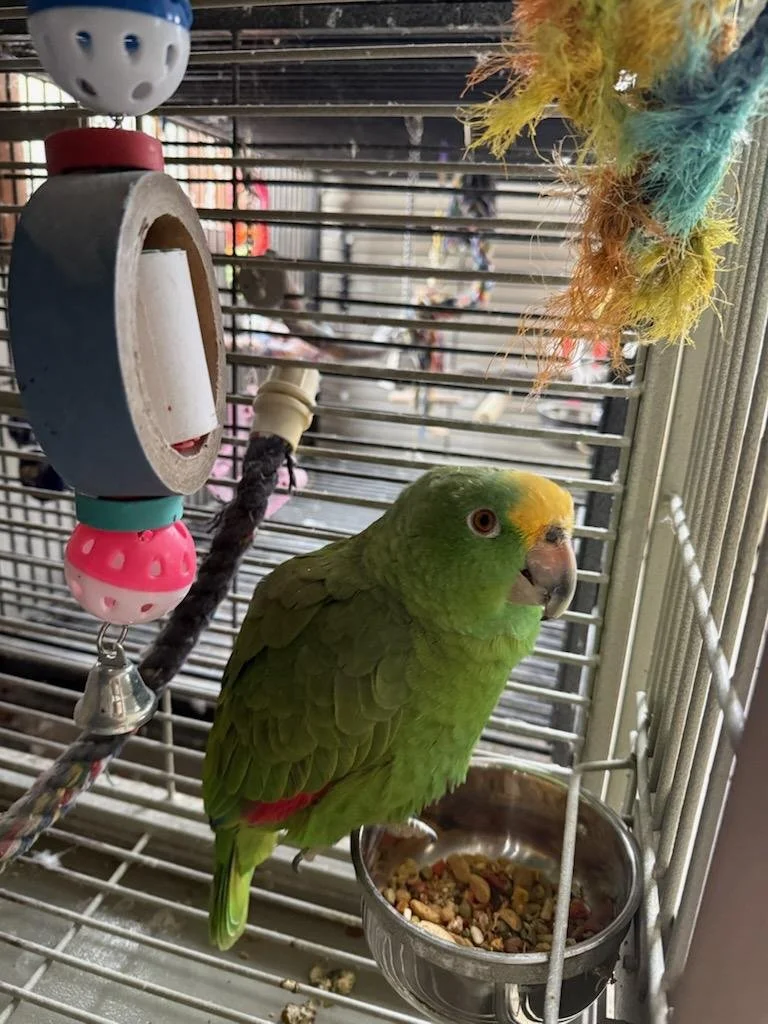 Birds and Beaks Rescue and Rehab