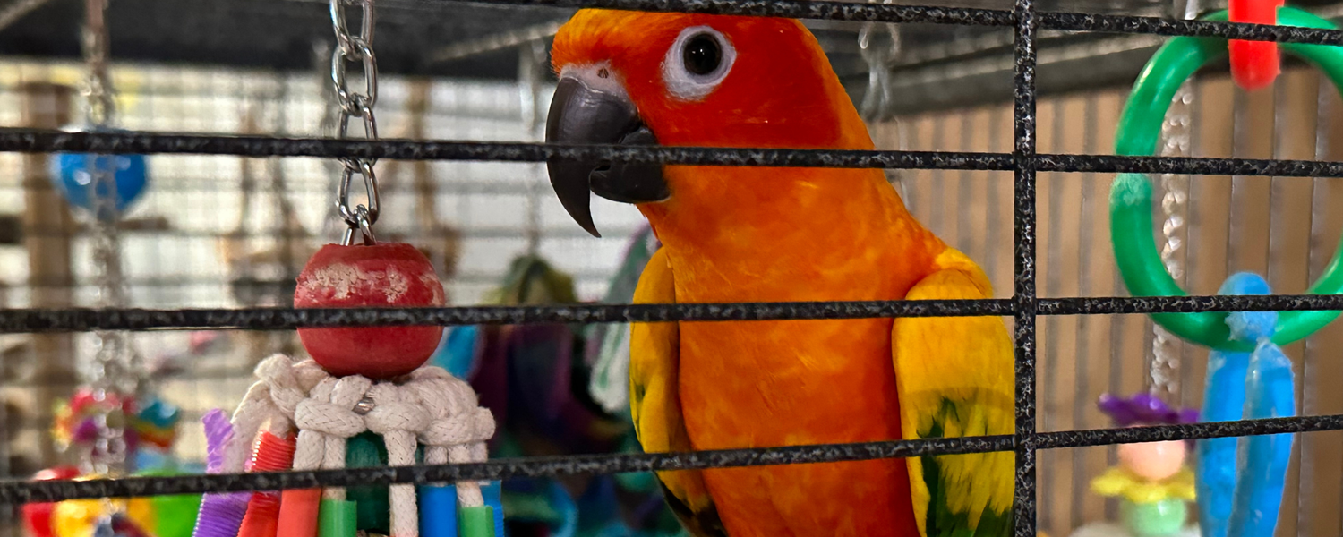 Visit — Birds and Beaks Rescue and Rehab