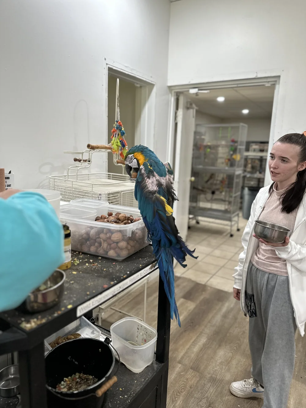 This is an adoptable parrot, who is located in Battle Creek, Michigan ...