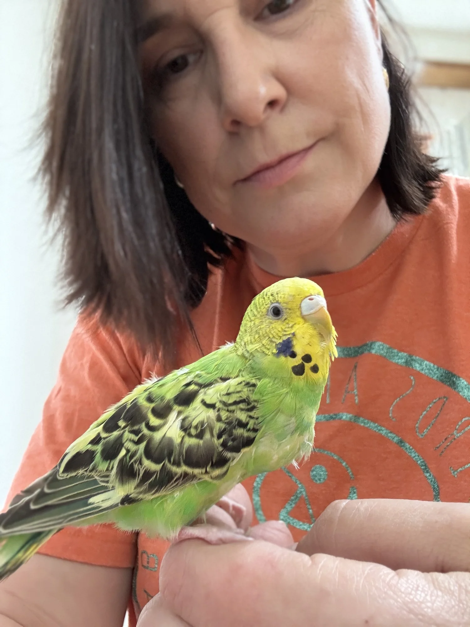 This is an adoptable parrot, who is located in Battle Creek, Michigan ...