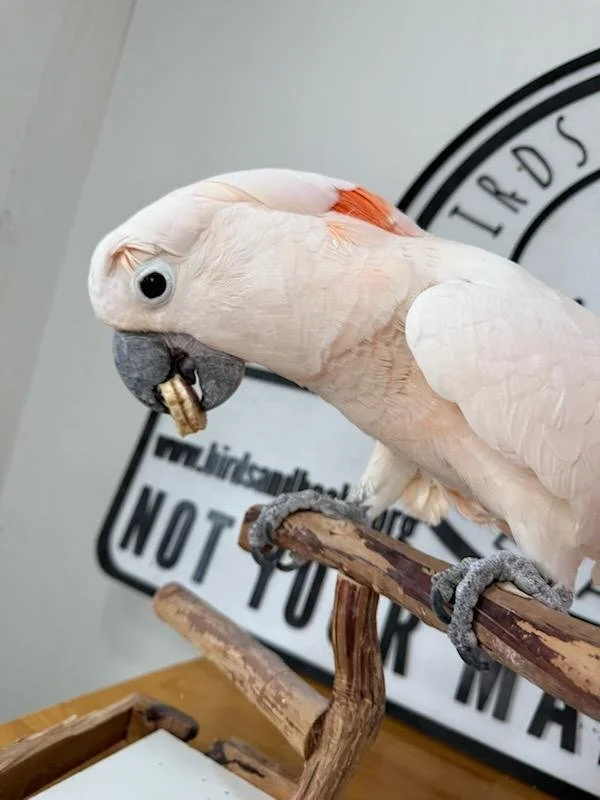 Available Parrots for Adoption — Birds and Beaks Rescue and Rehab