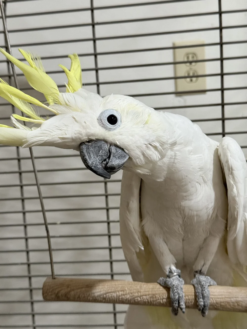 Available Parrots for Adoption — Birds and Beaks Rescue and Rehab