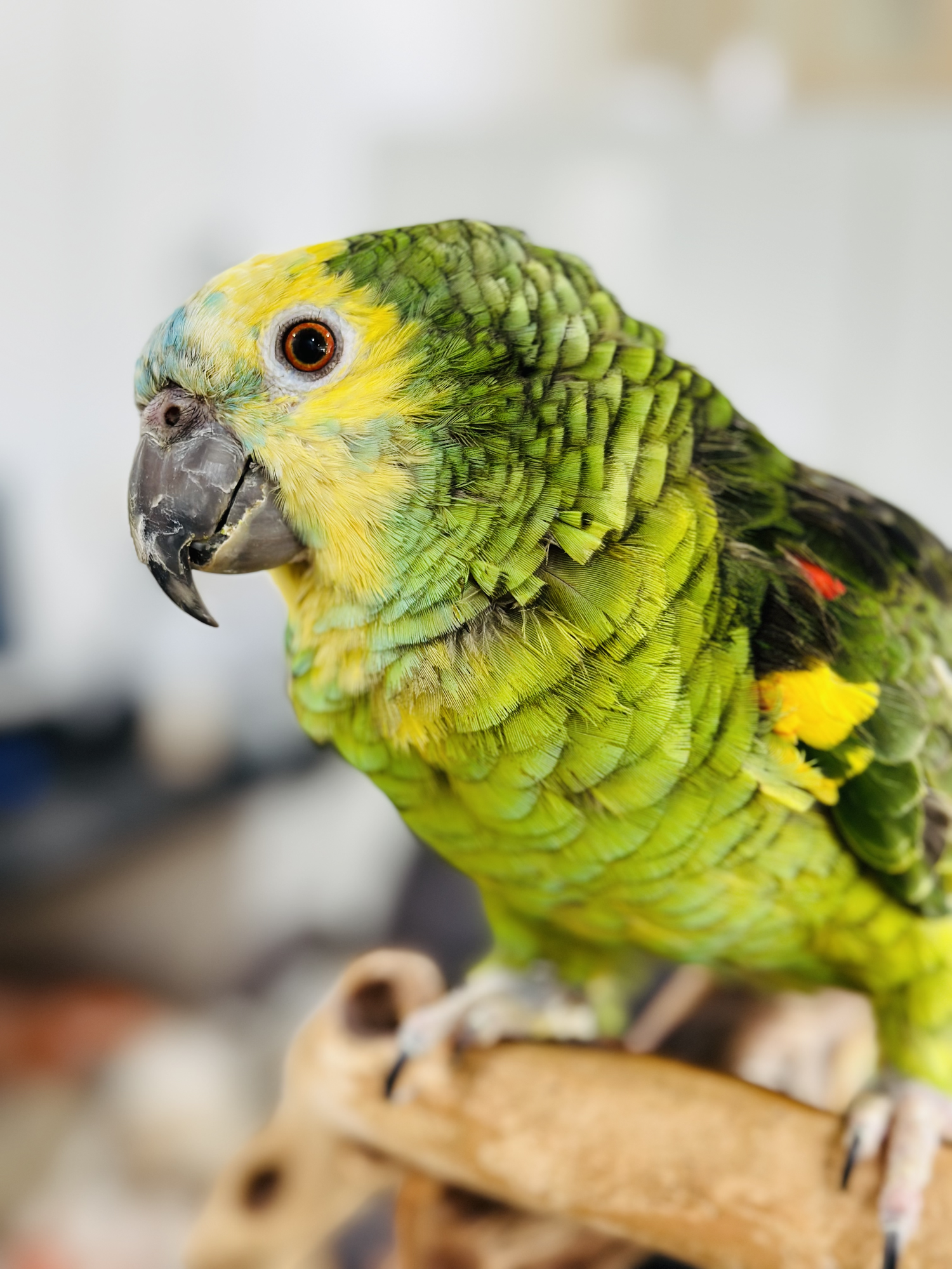 Birds and Beaks Rescue and Rehab