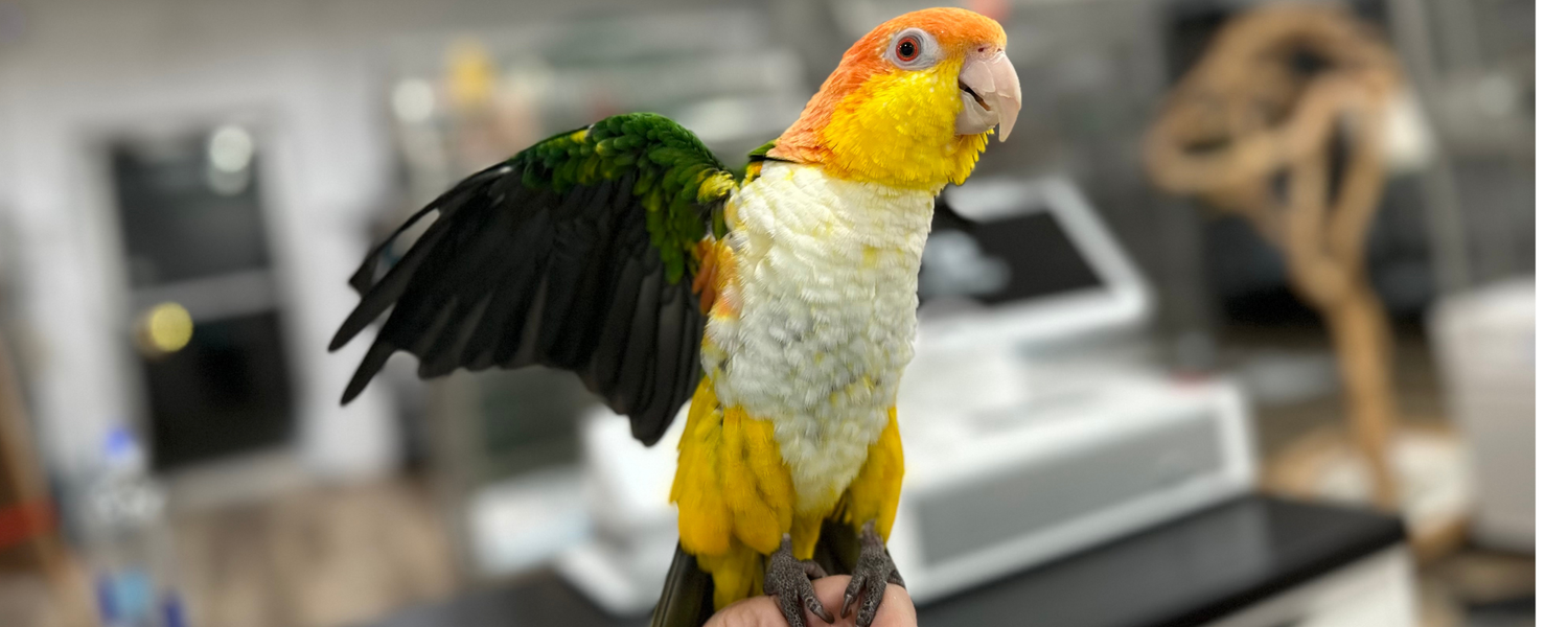 ADOPT A PARROT — Birds and Beaks Rescue and Rehab