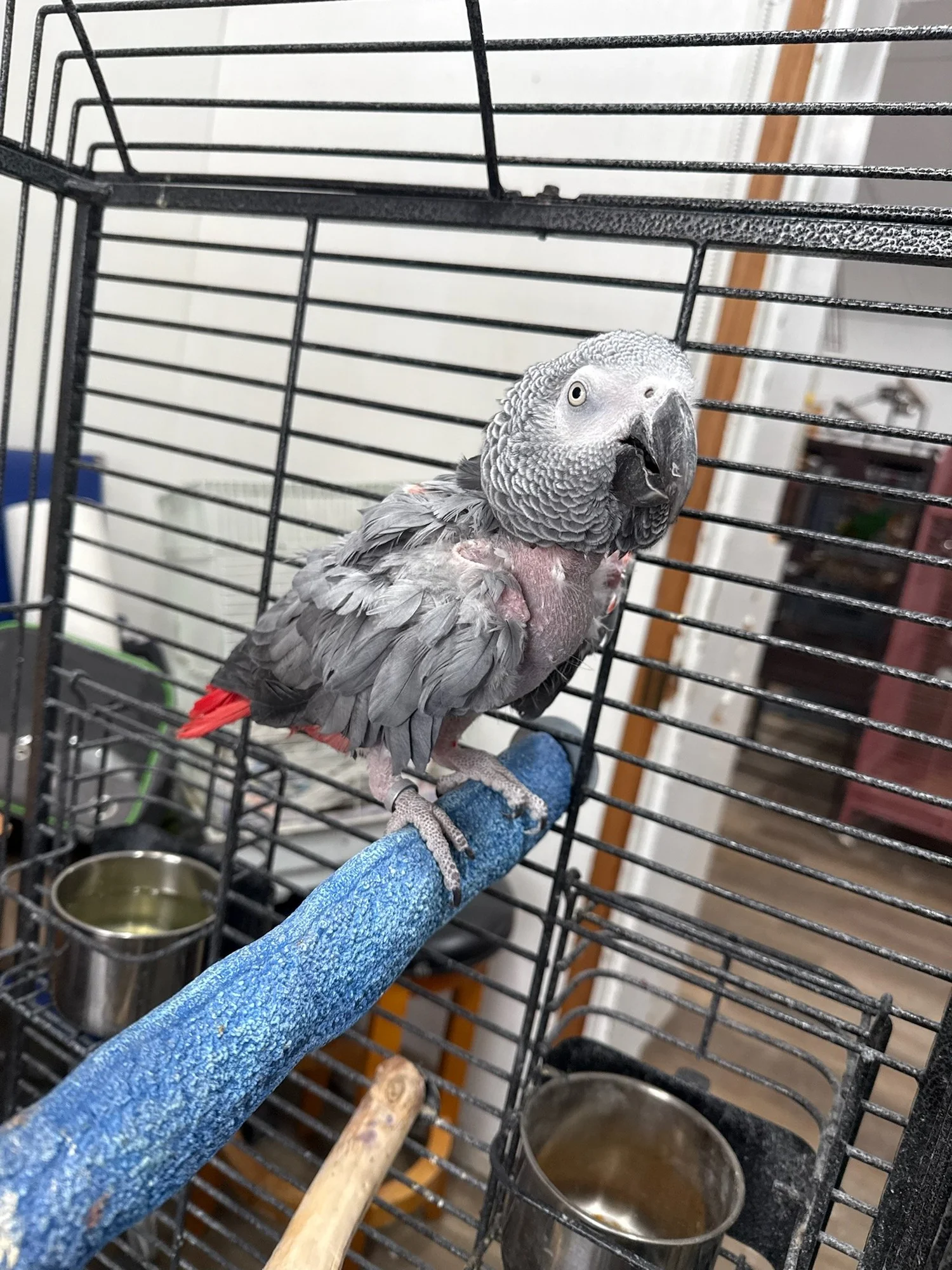 This is an adoptable parrot, who is located in Battle Creek, Michigan ...