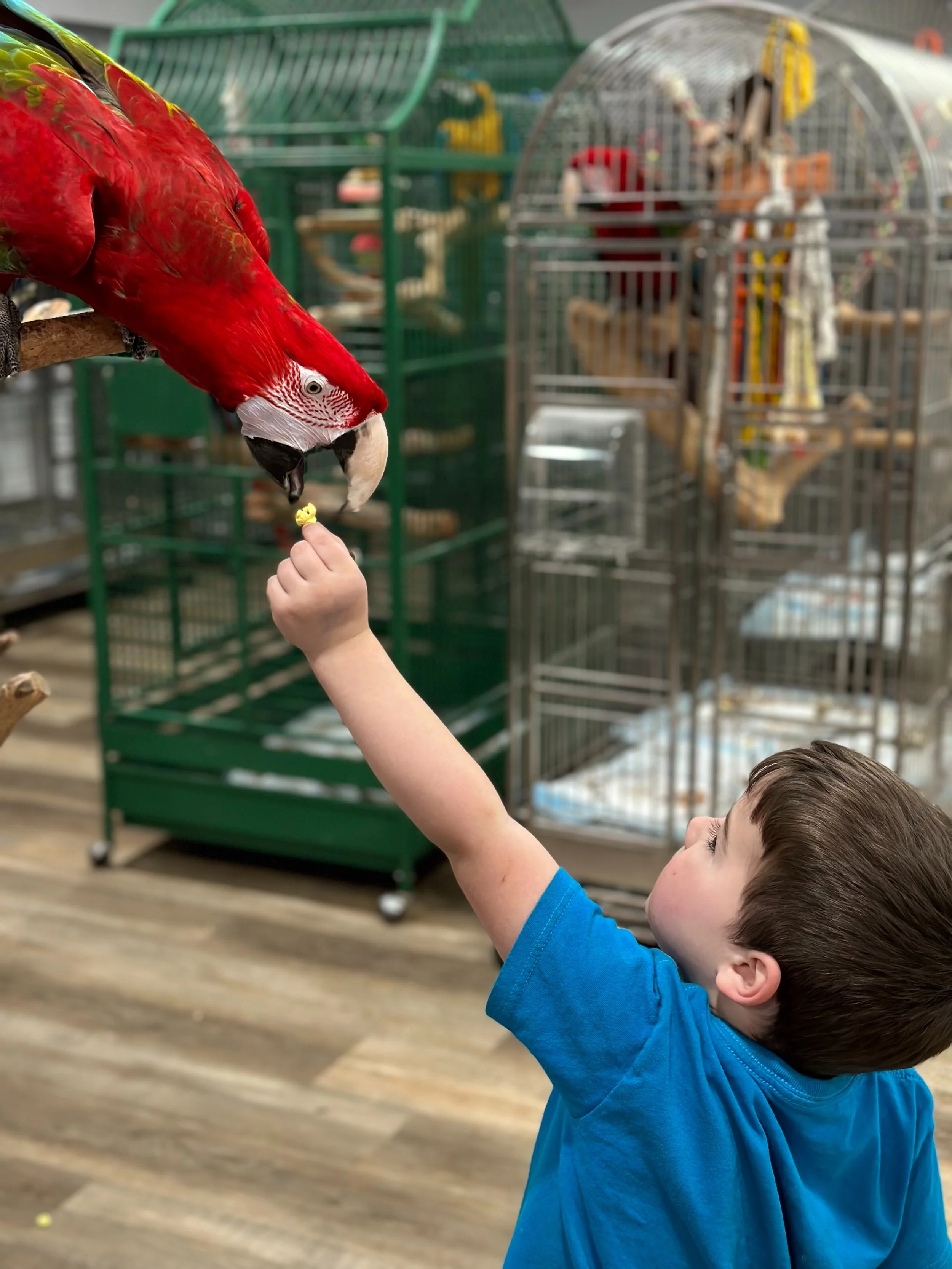 Birds and Beaks Rescue and Rehab