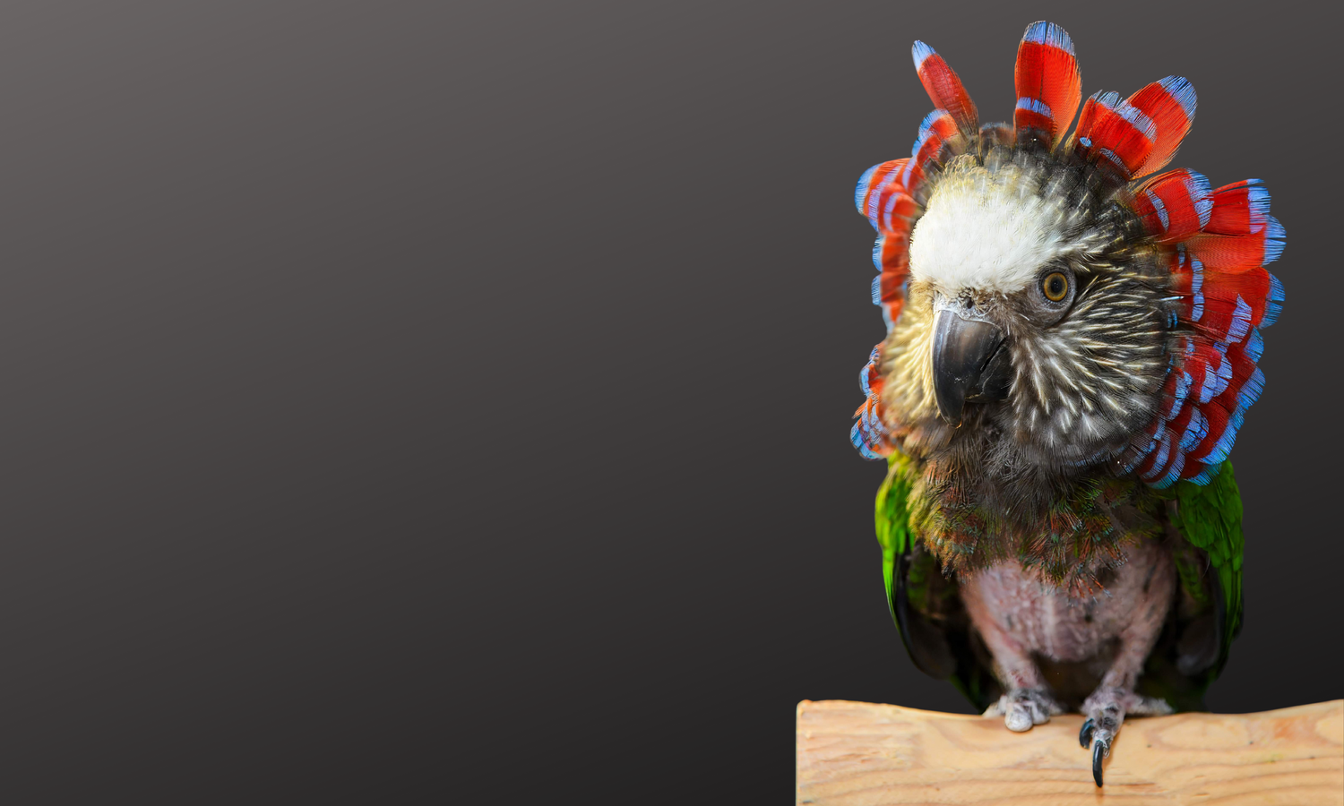 Birds and Beaks Rescue and Rehab