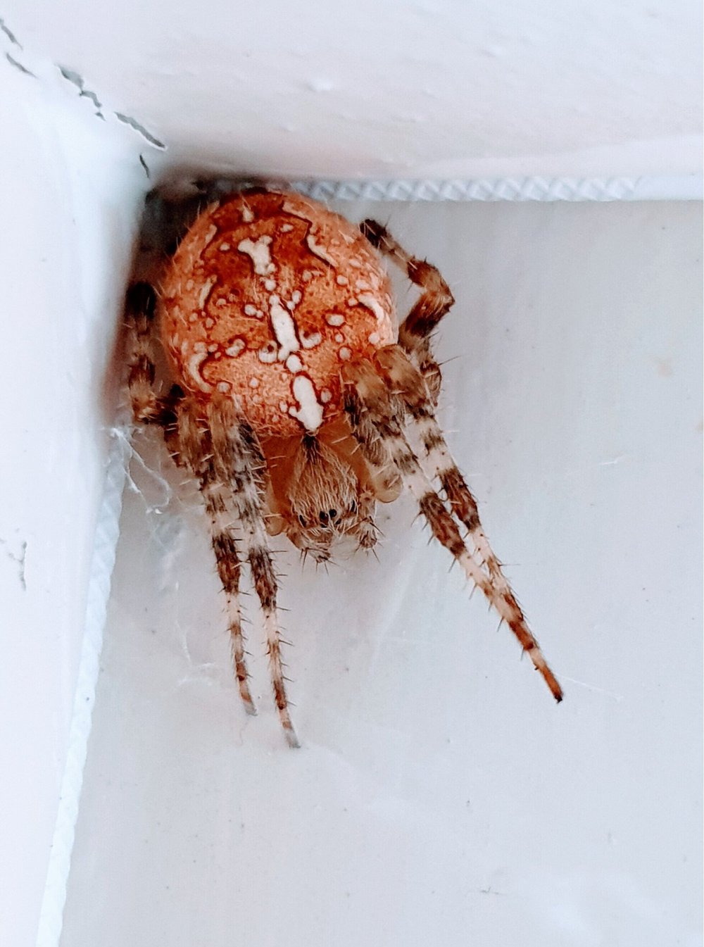 Charlottes Web Spider