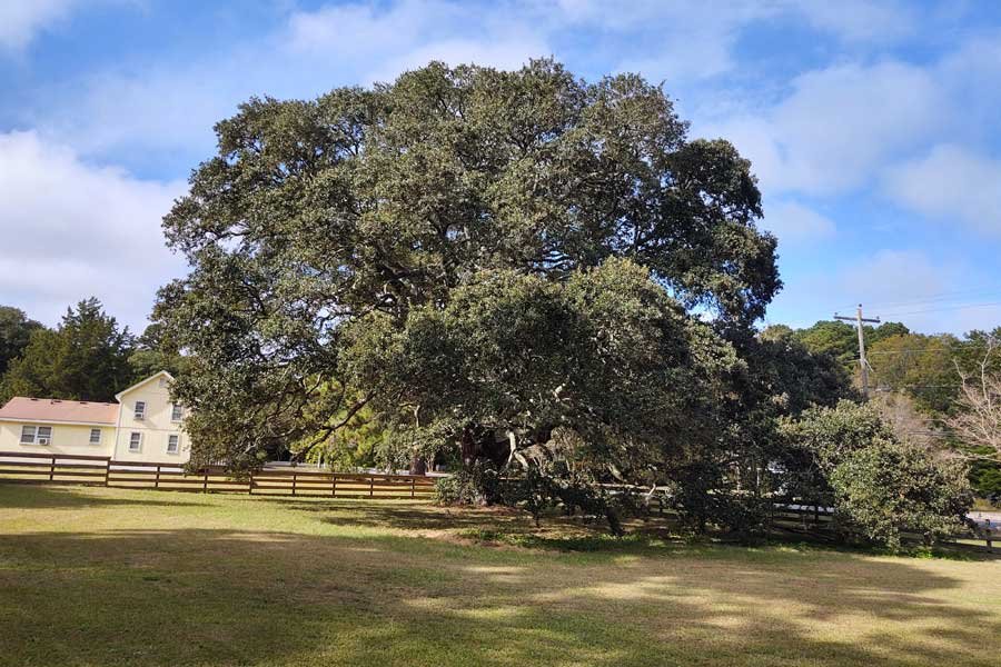 The Khoury Tree — Sarah Spencer