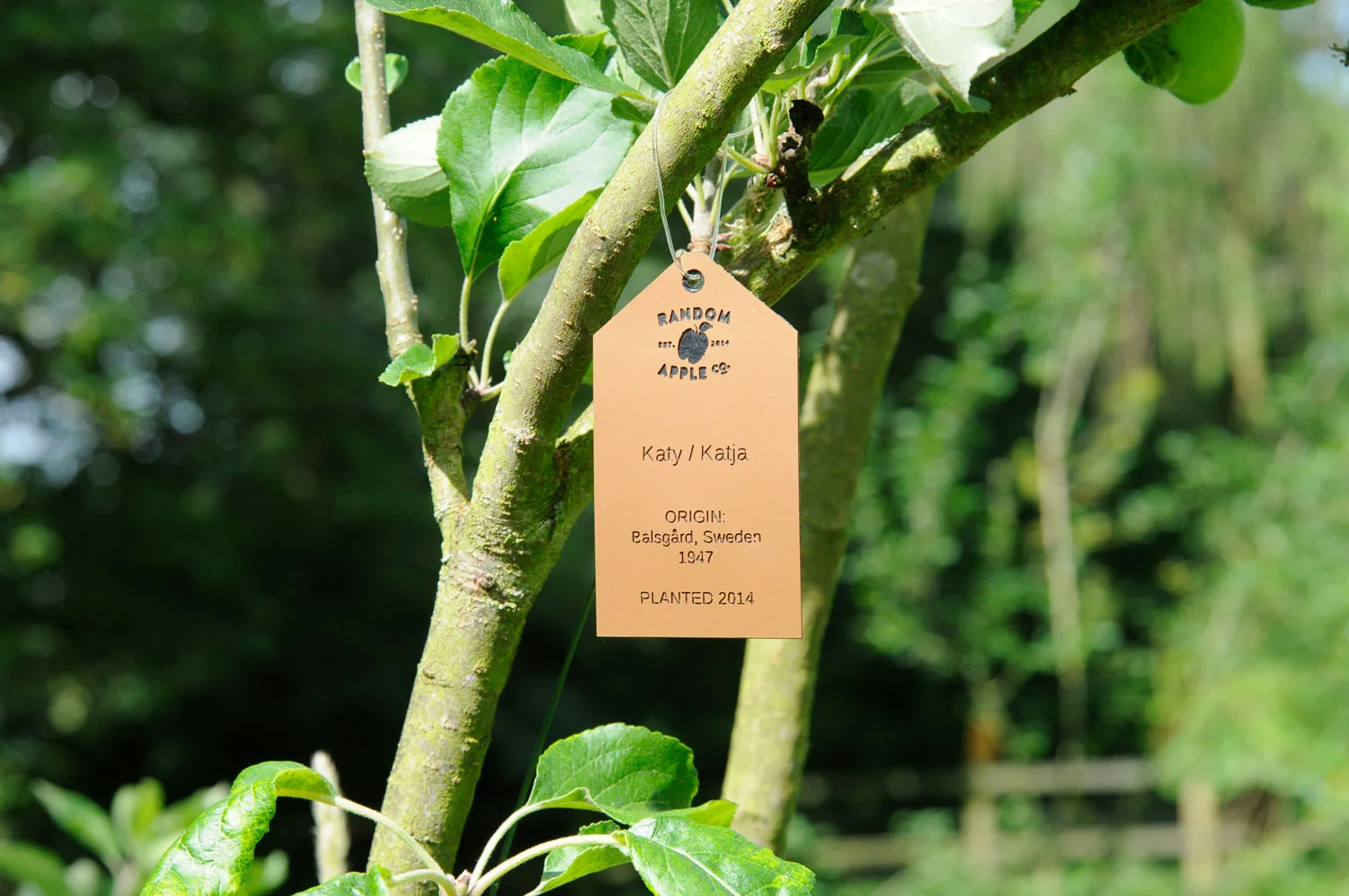 Botanical Labels - engraved labels and signs for gardens, orchards ...