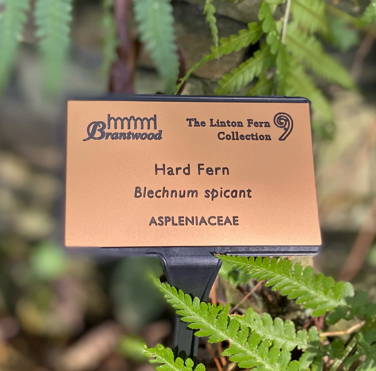 Botanical Labels - engraved labels and signs for gardens, orchards ...