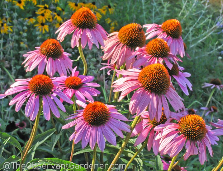 Choose Native Plants for Your Garden — The Observant Gardener