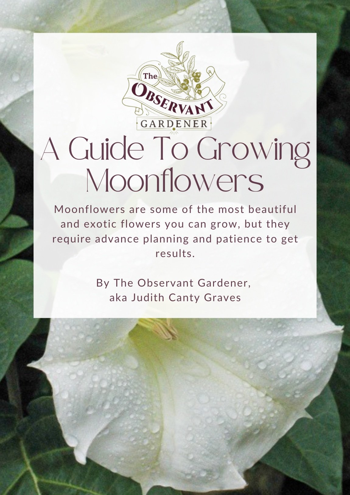 A Guide To Growing Moonflowers — The Observant Gardener