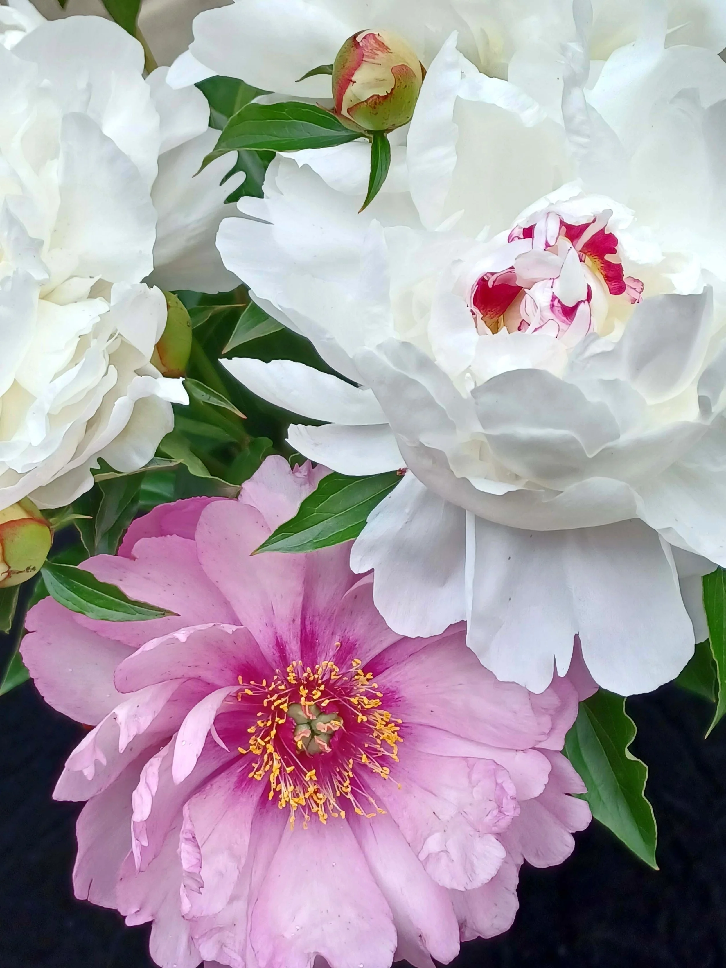 Fall is the Time to Prepare Peonies for the Spring — The Observant Gardener