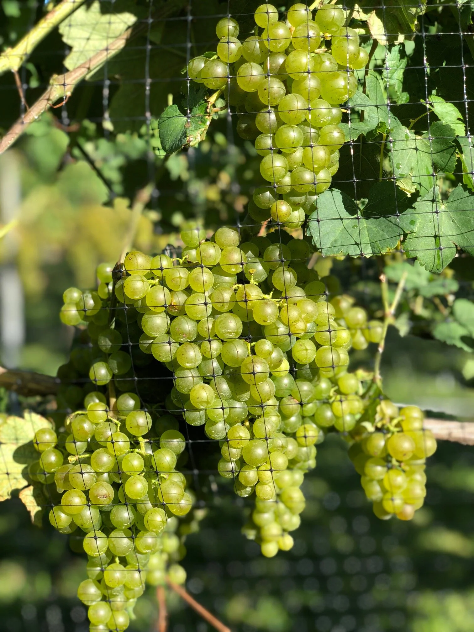 Gruner Veltliner - Award Winning White Wine - Marked Tree Vineyard