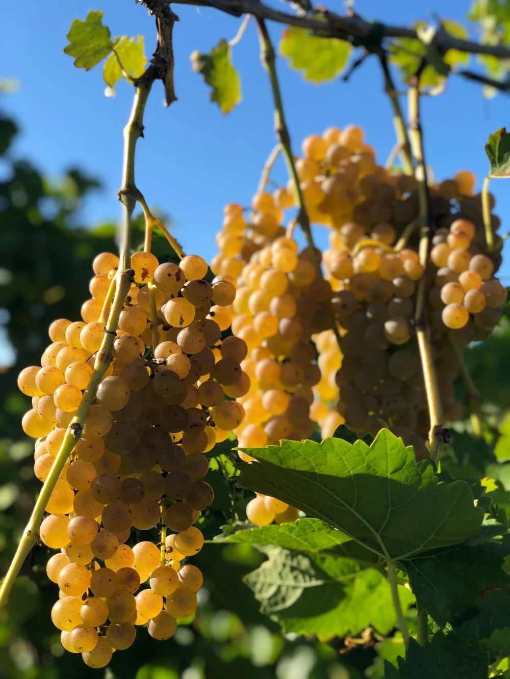 Vidal Blanc - Award Winning White Wine - Marked Tree Vineyard