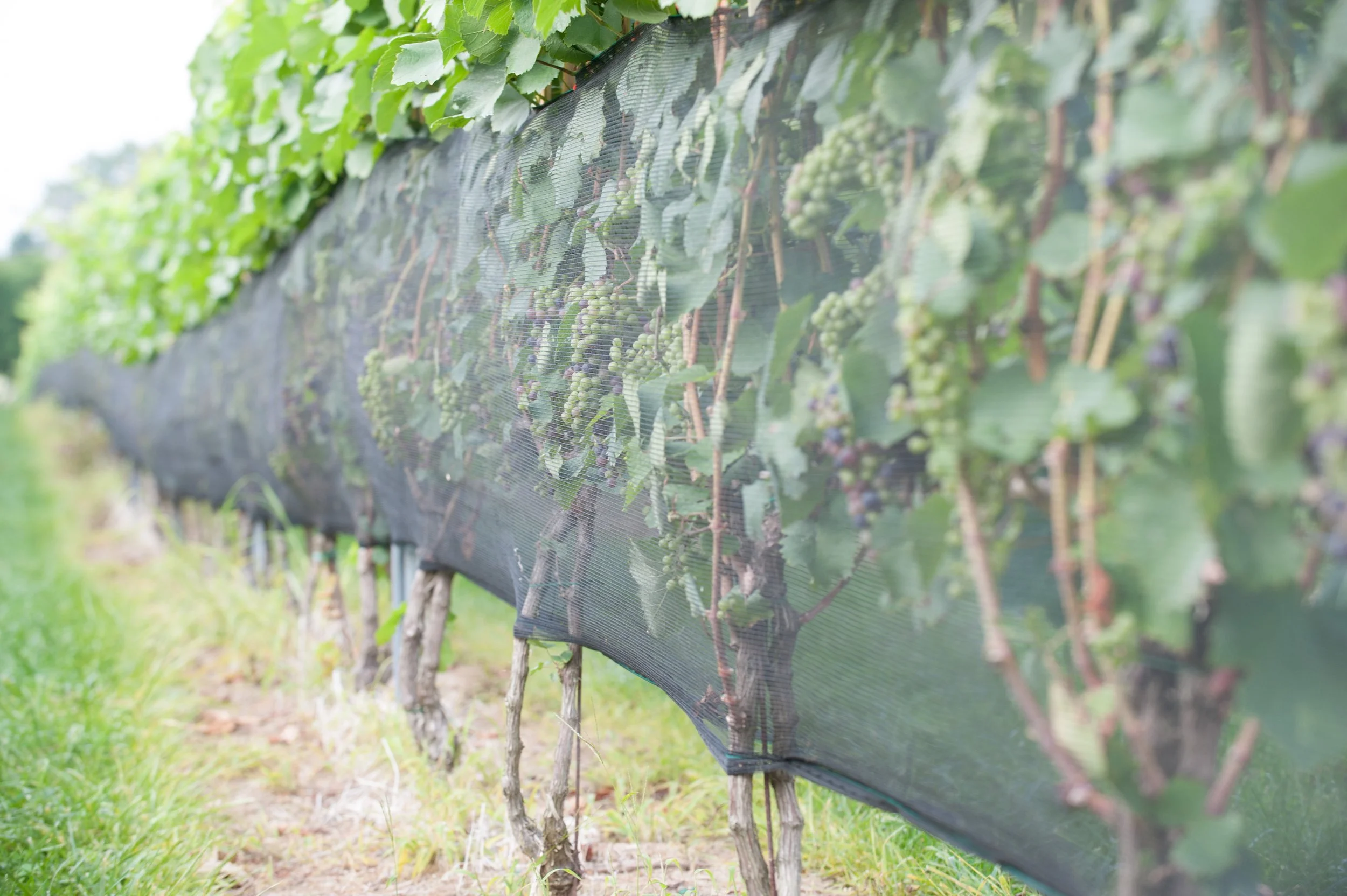 Award-Winning Winery Hendersonville NC - Marked Tree Vineyard