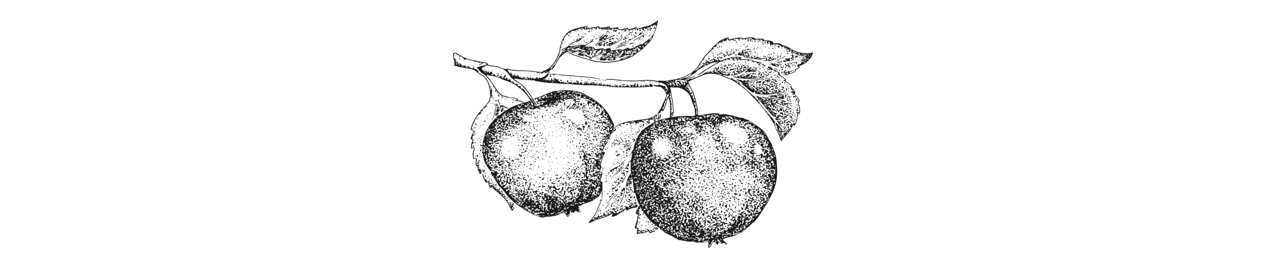 Seasonal Fruits — Way Fruit Farm