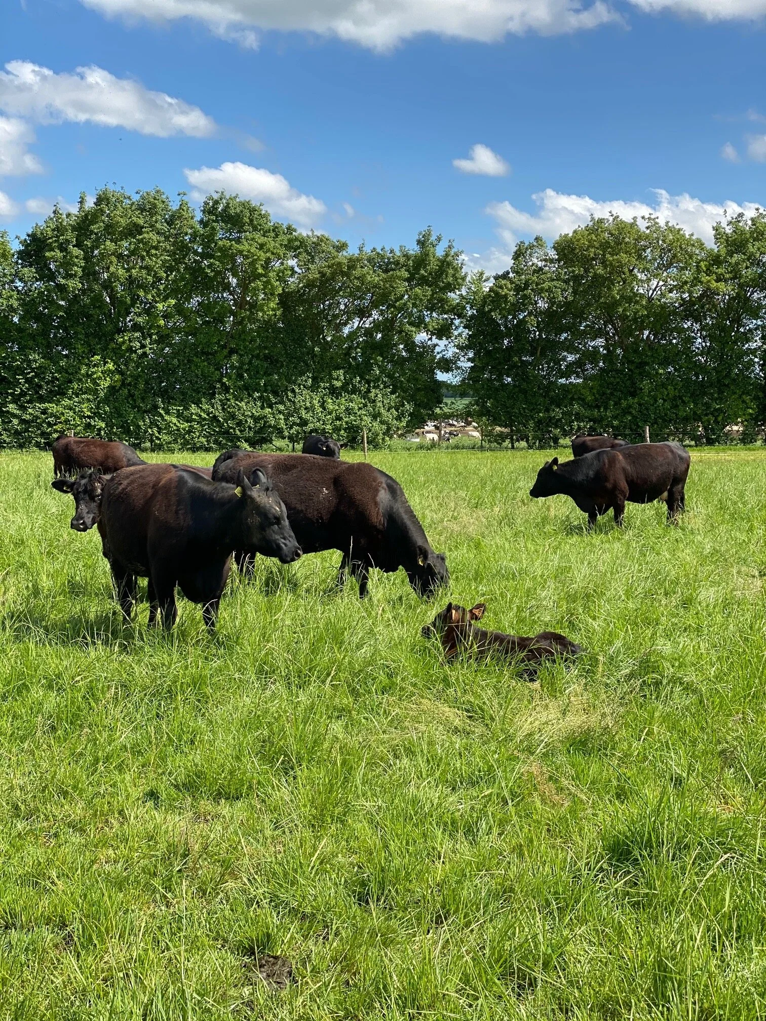 Viande Angus - viande d'exception - Vente Directe — Angus Loire Anjou