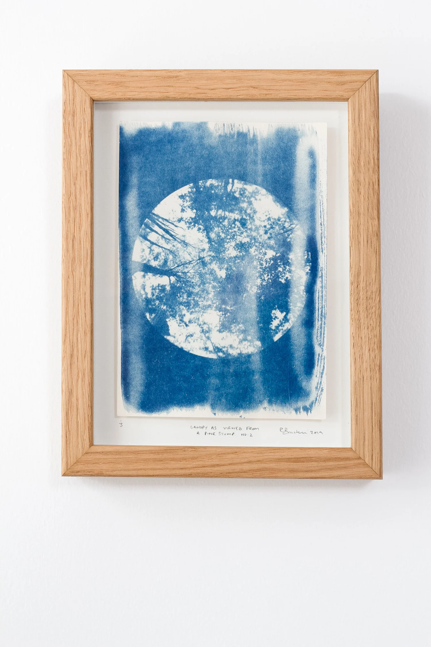 Canopy Series — Richard Bracken Artist