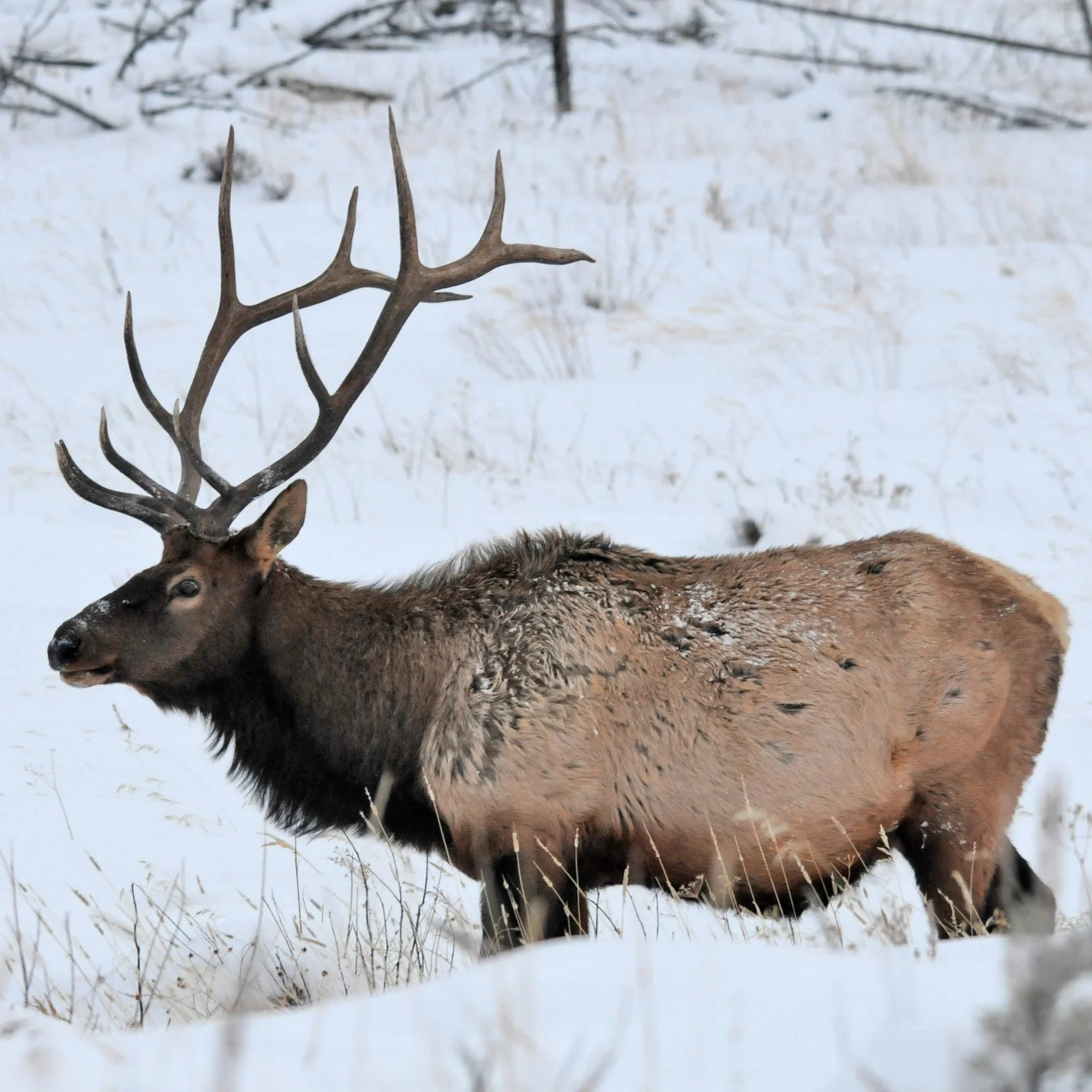 Wildlife Short Courses — Center for Wildlife Studies