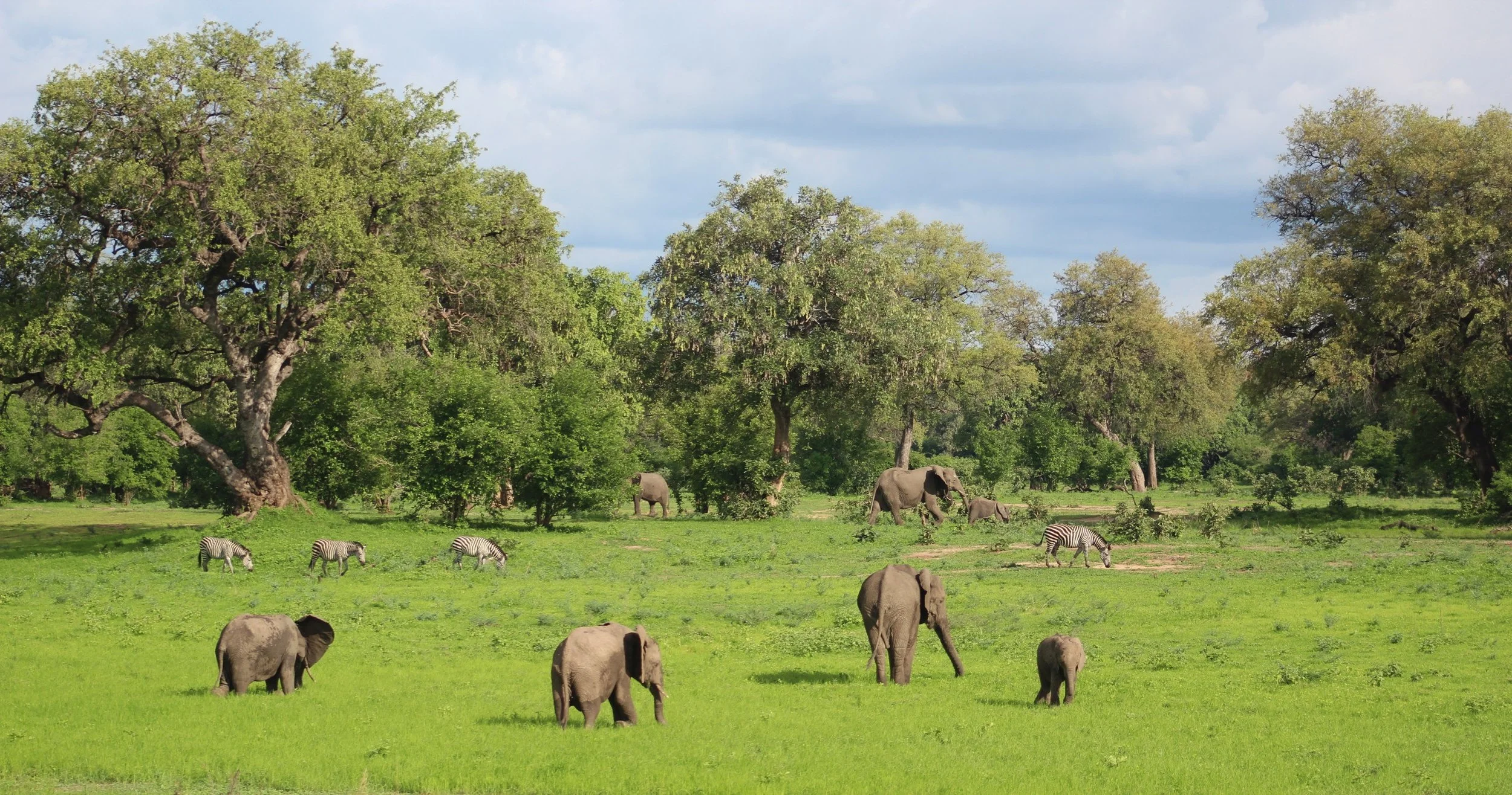 Pro Certificate — Center for Wildlife Studies