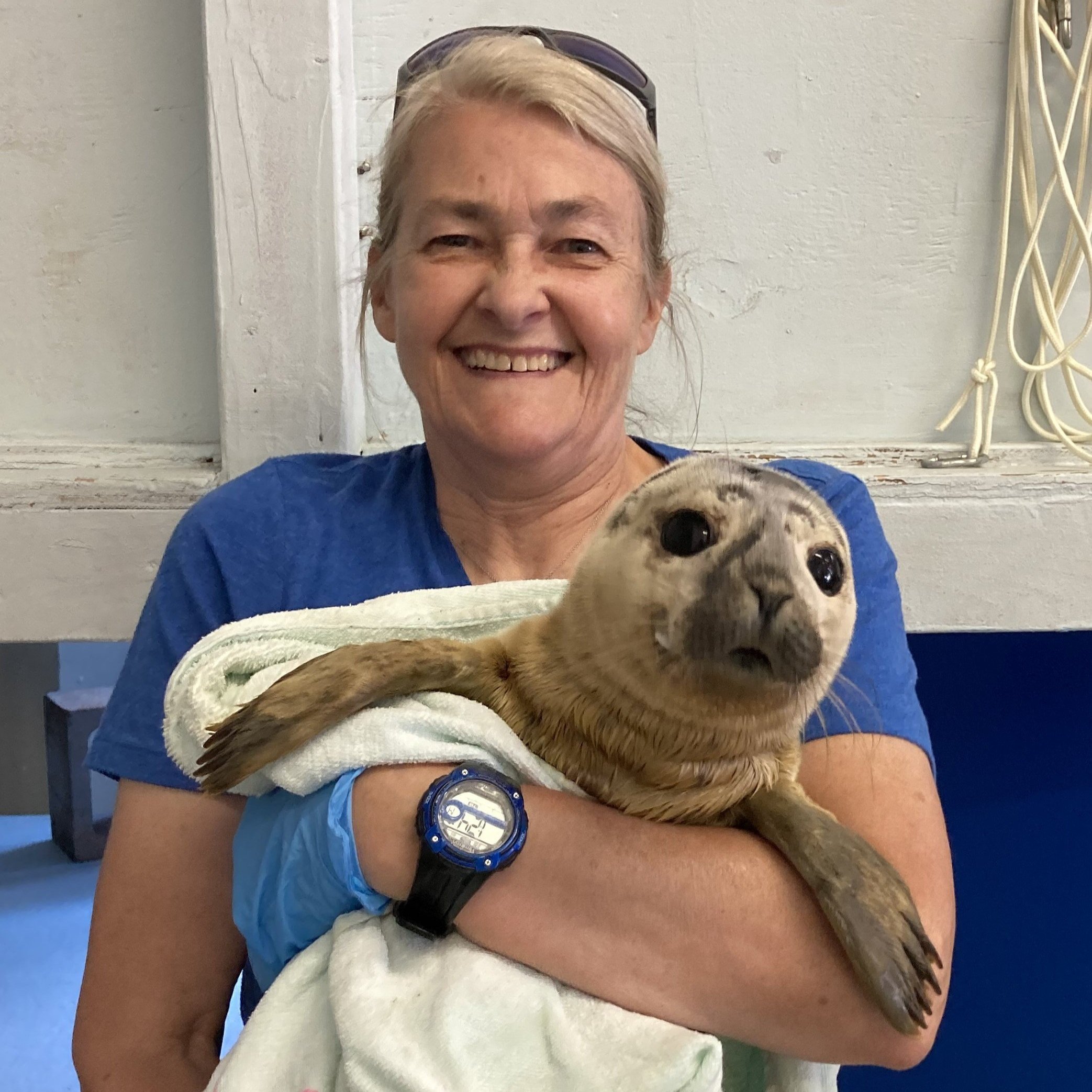 "Wild Maine": Stranded: Looking after marine mammal stranding response ...