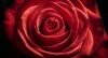 The Toni Rose Foundation