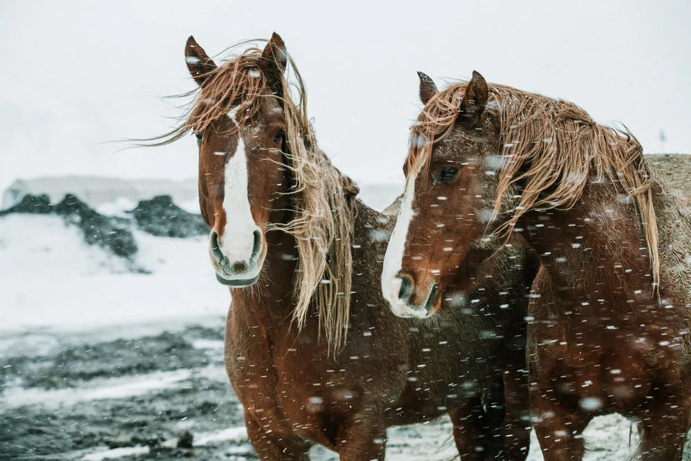 Raychel K. Young, Photojournalist