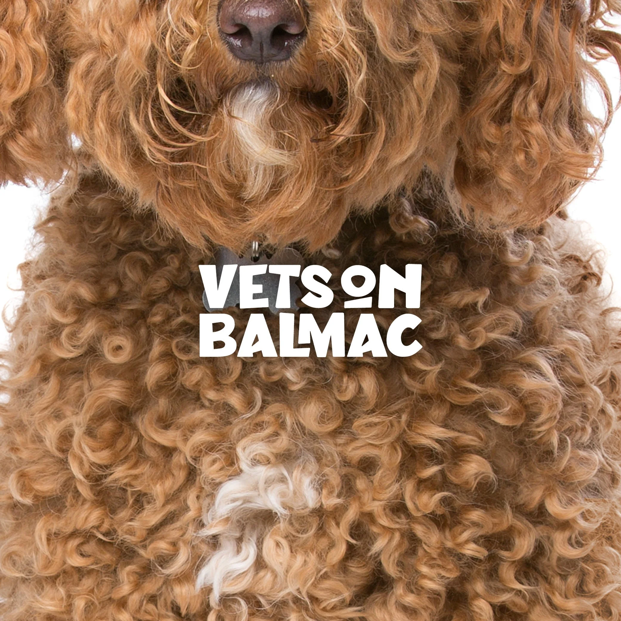 Vets on Balmac — Better.