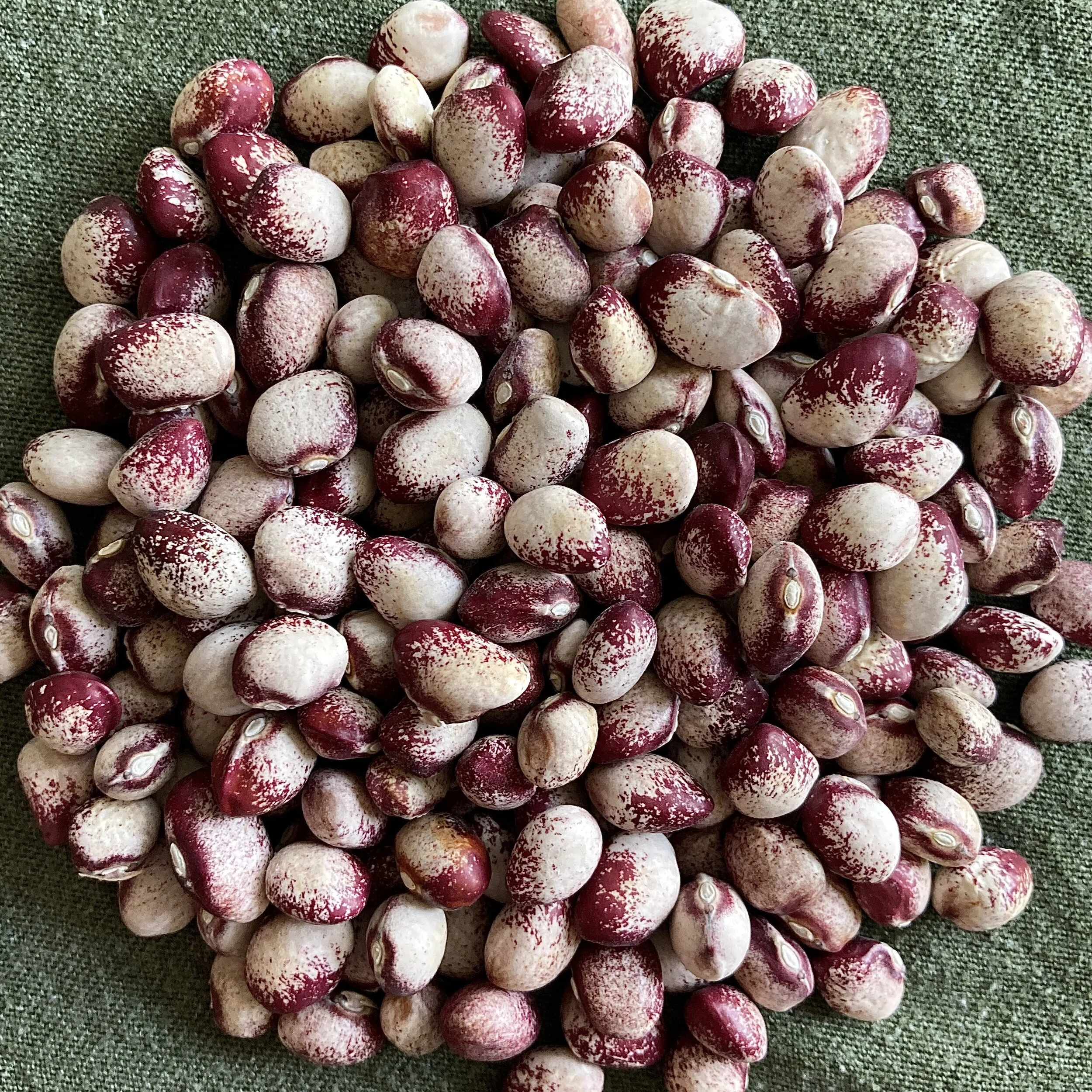 Otto File Flint Corn — Antisana Seed Company