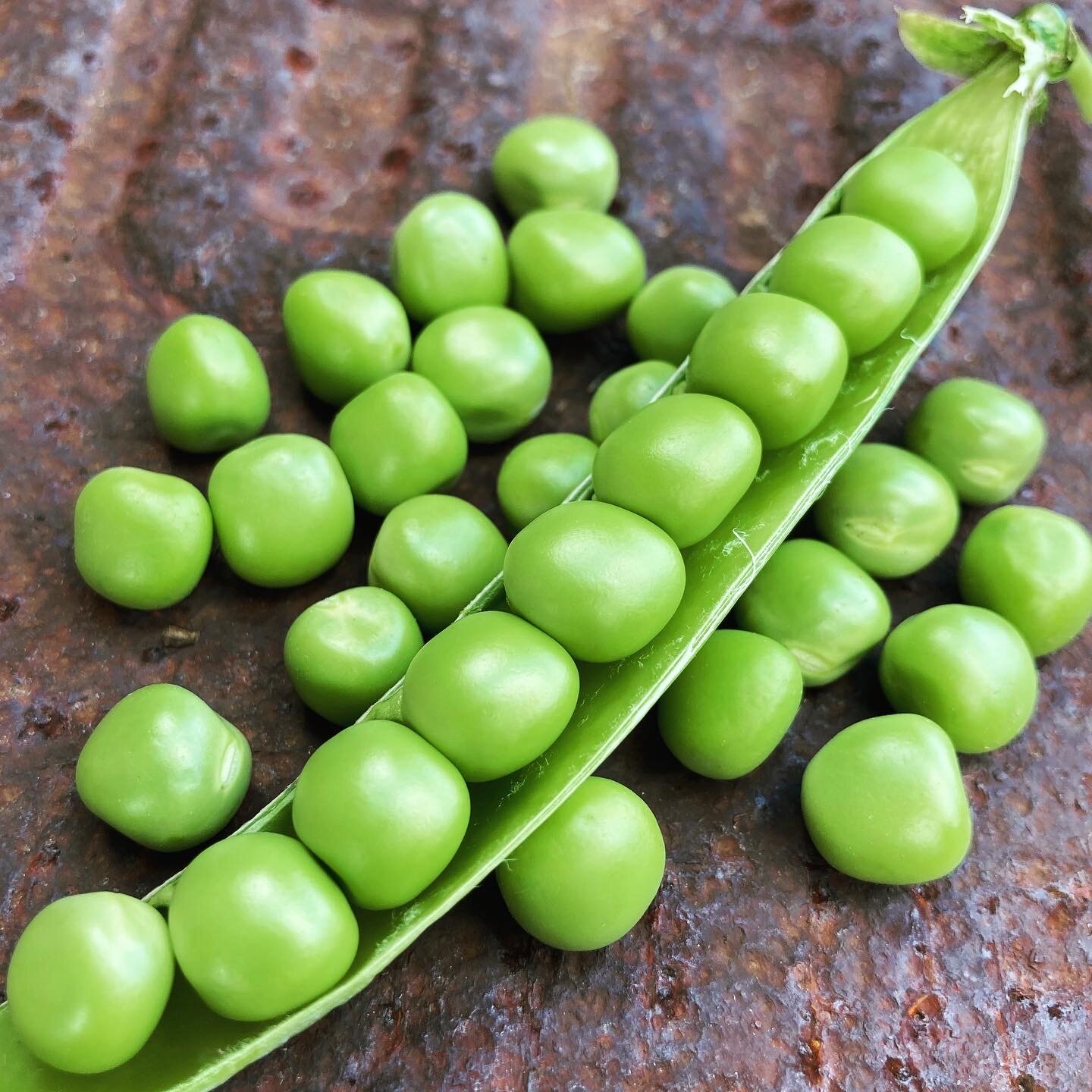 Shop — Antisana Seed Company