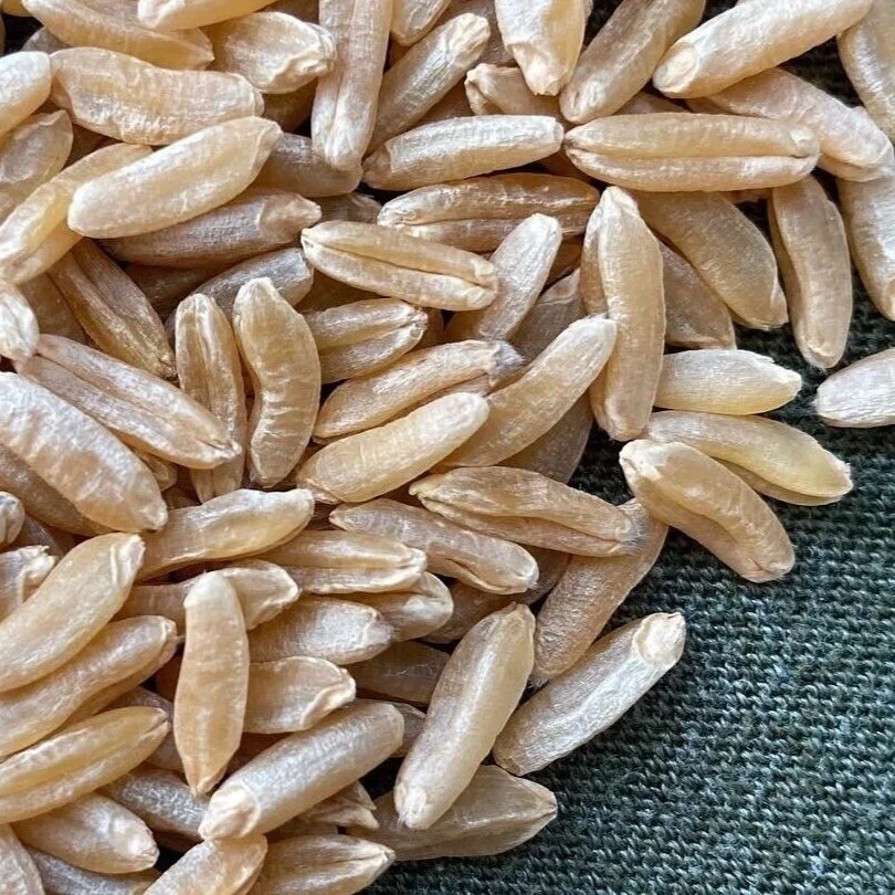 Emmer Wheat (Farro Medio) — Antisana Seed Company