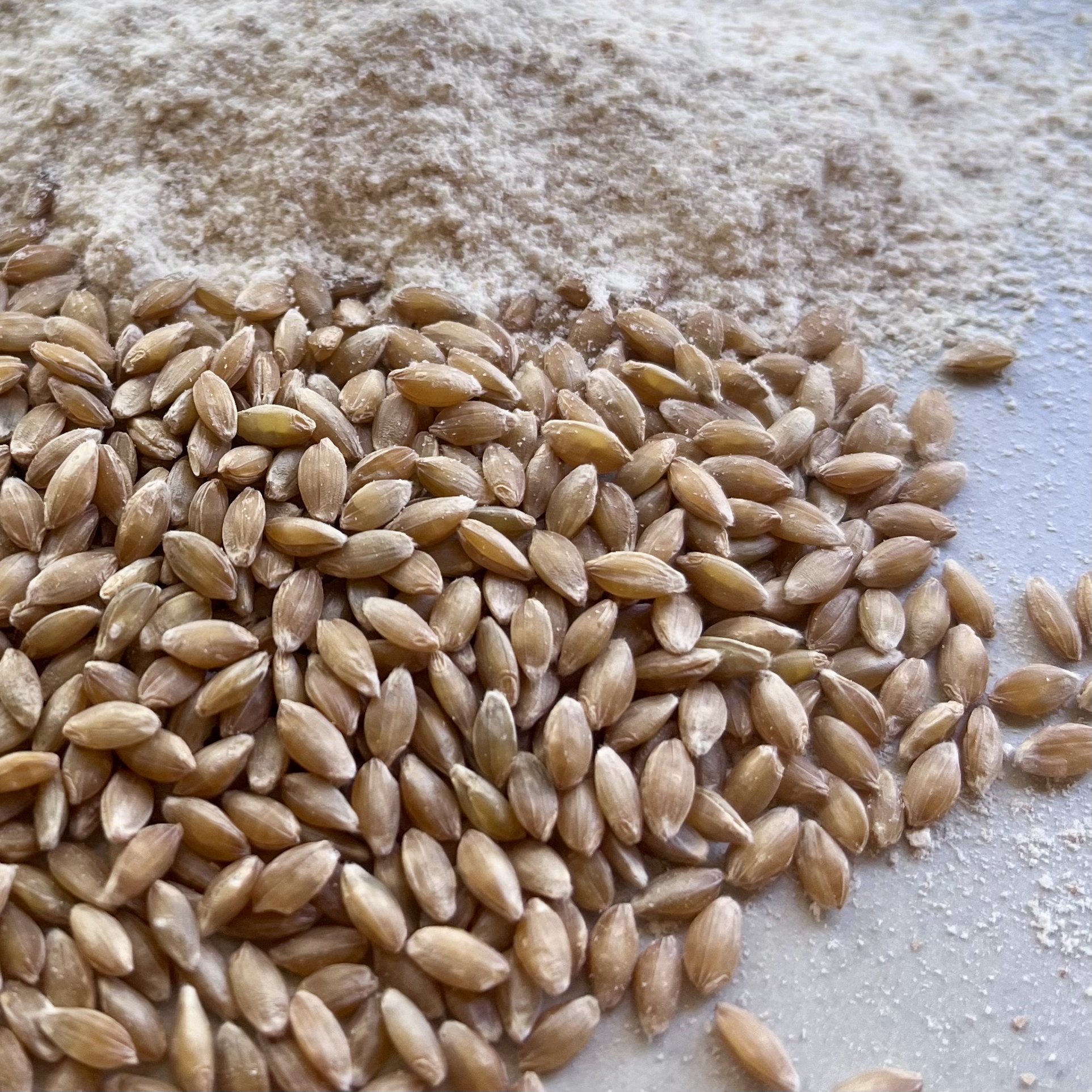 Einkorn Wheat (Farro Piccolo) — Antisana Seed Company