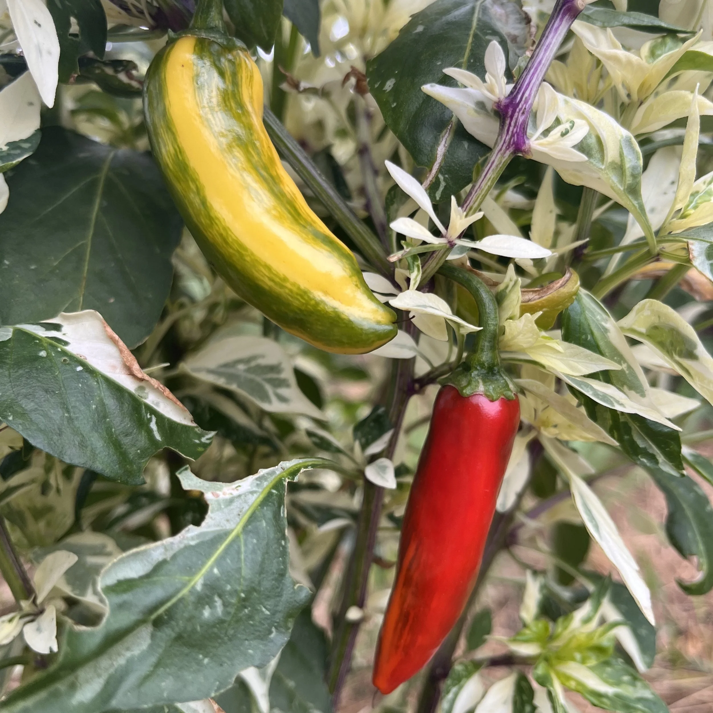 Fish Pepper — Antisana Seed Company