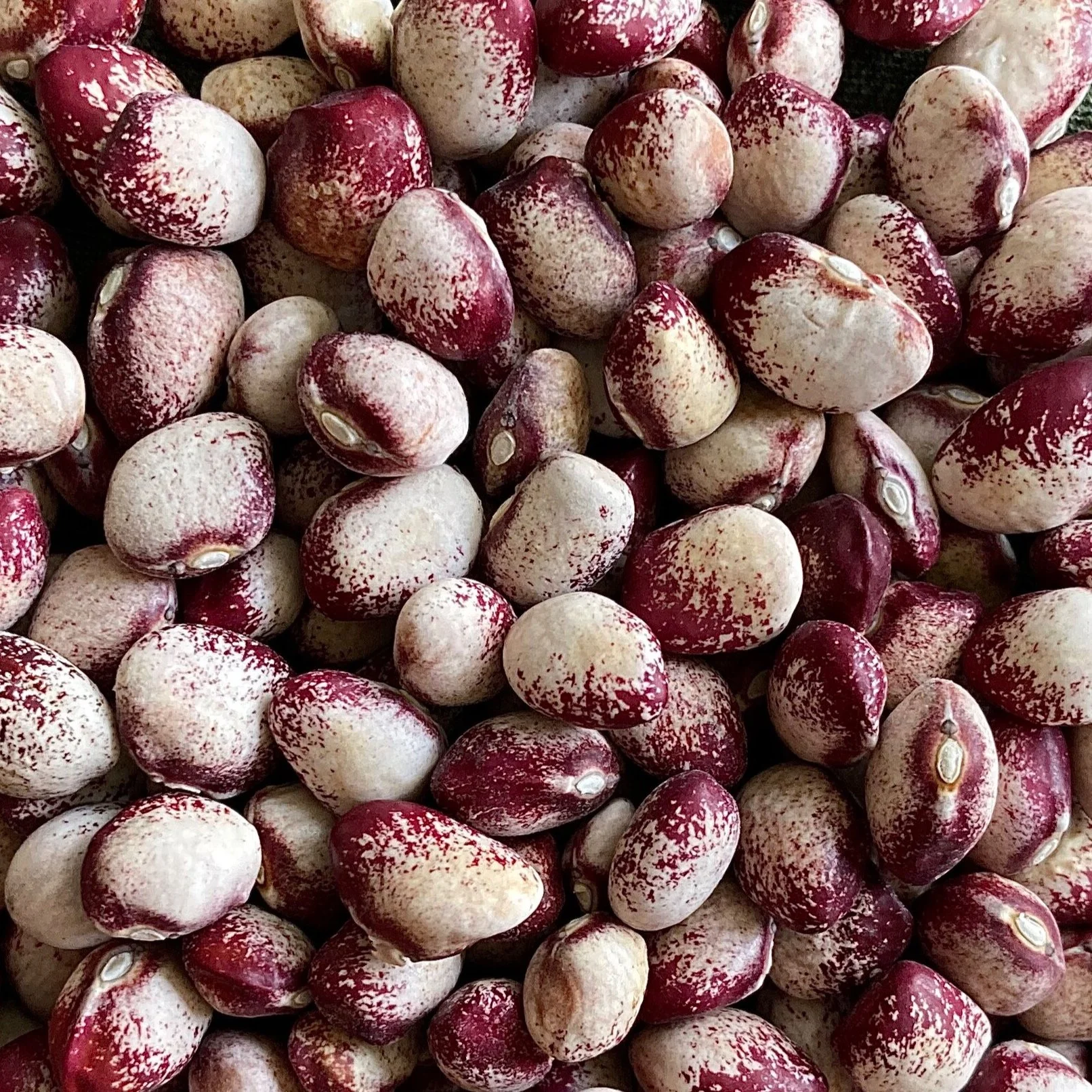 Shop — Antisana Seed Company