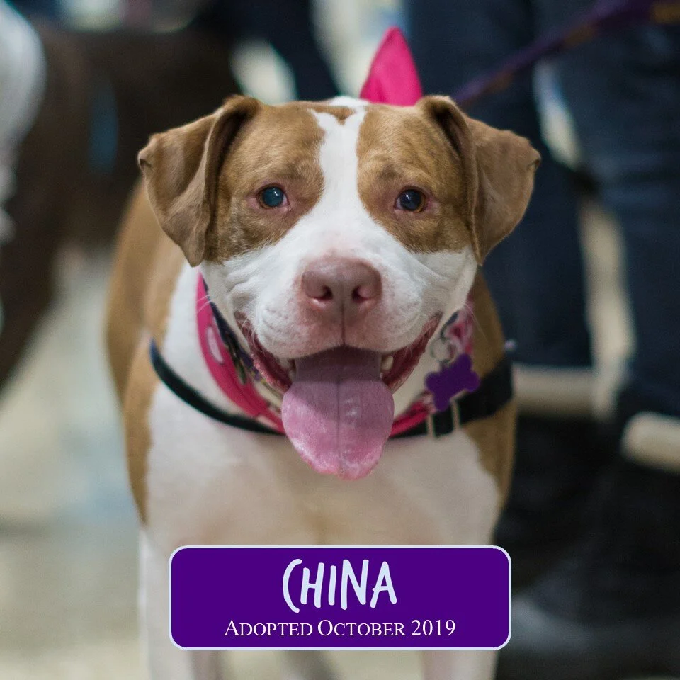 Adopt — Mutts of the Midway