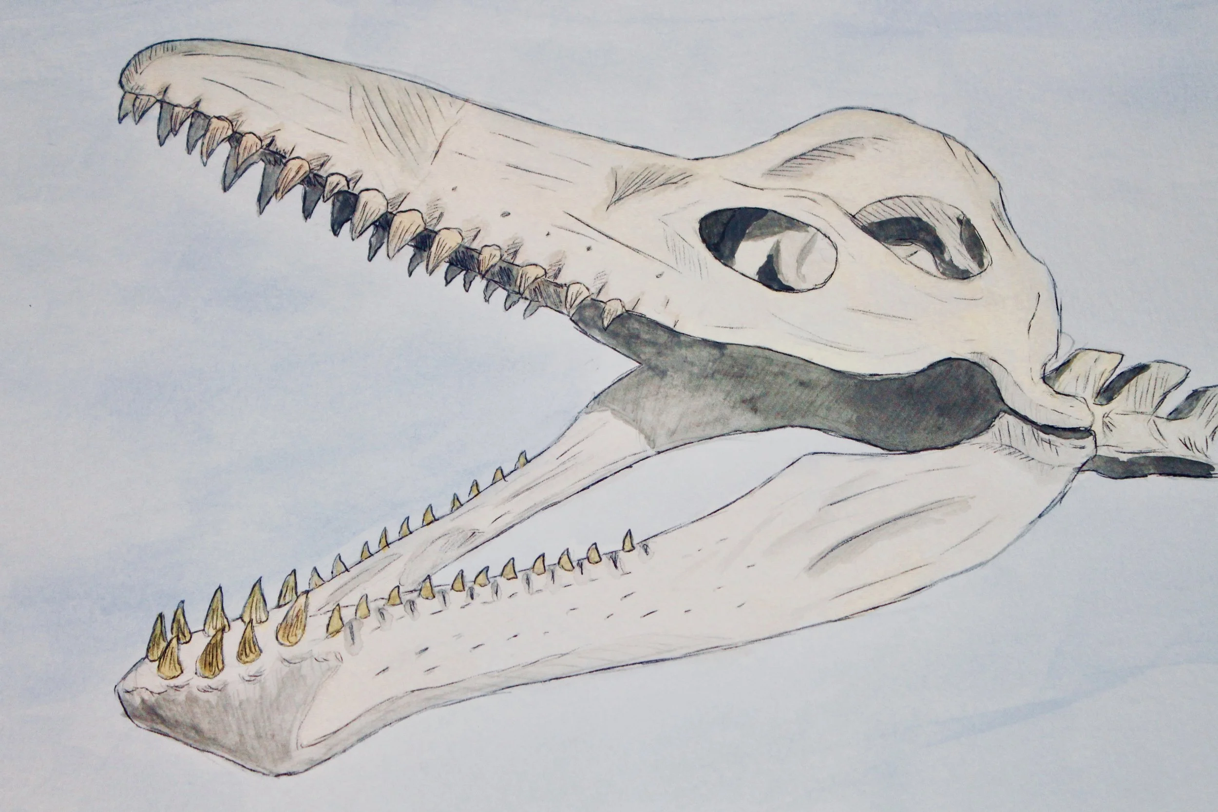 Kronosaurus — Natural Curios Blog — Natural Curios