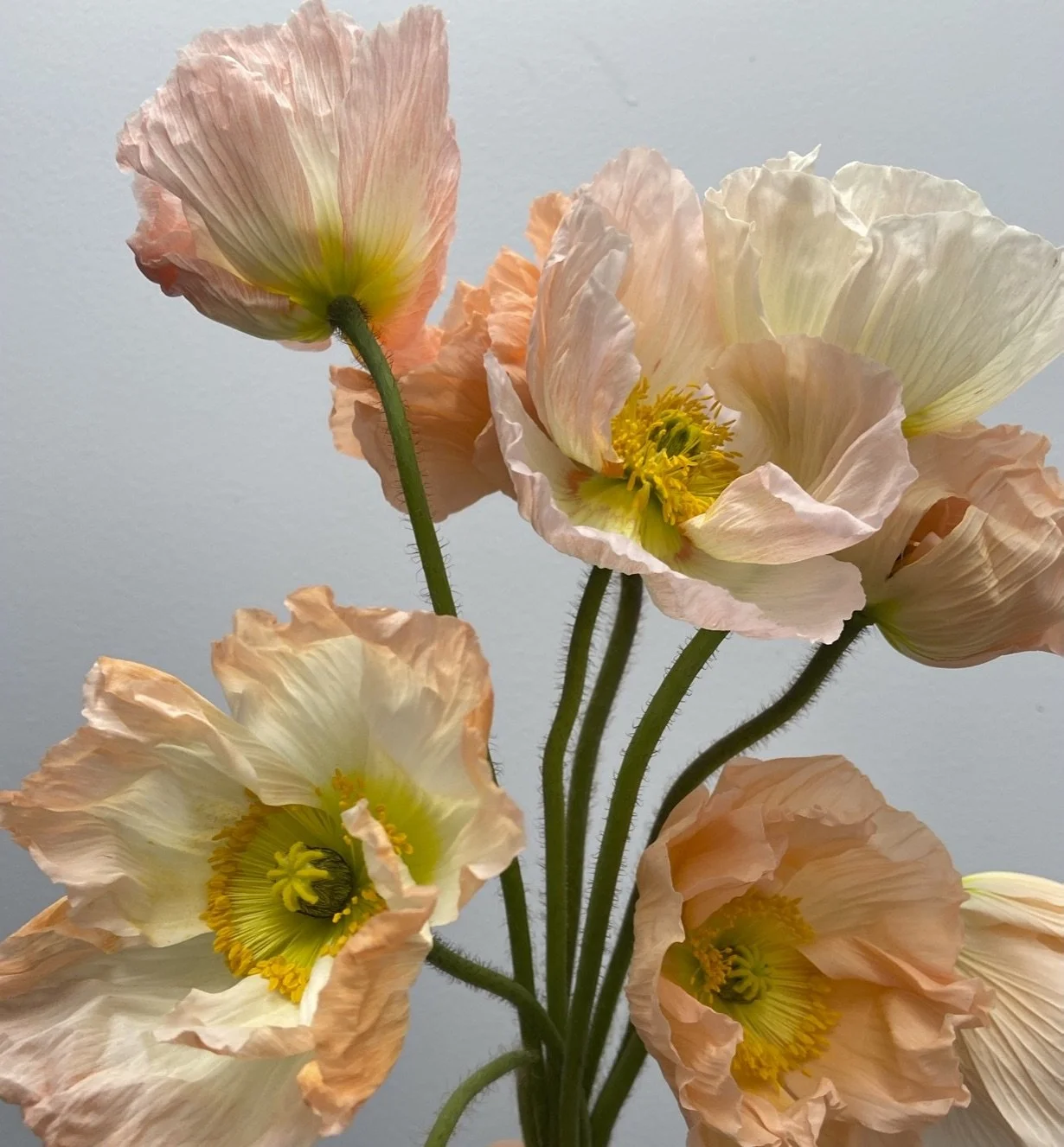 Molly Oliver Flowers - Local Flower Subscriptions and Sustainable Event ...