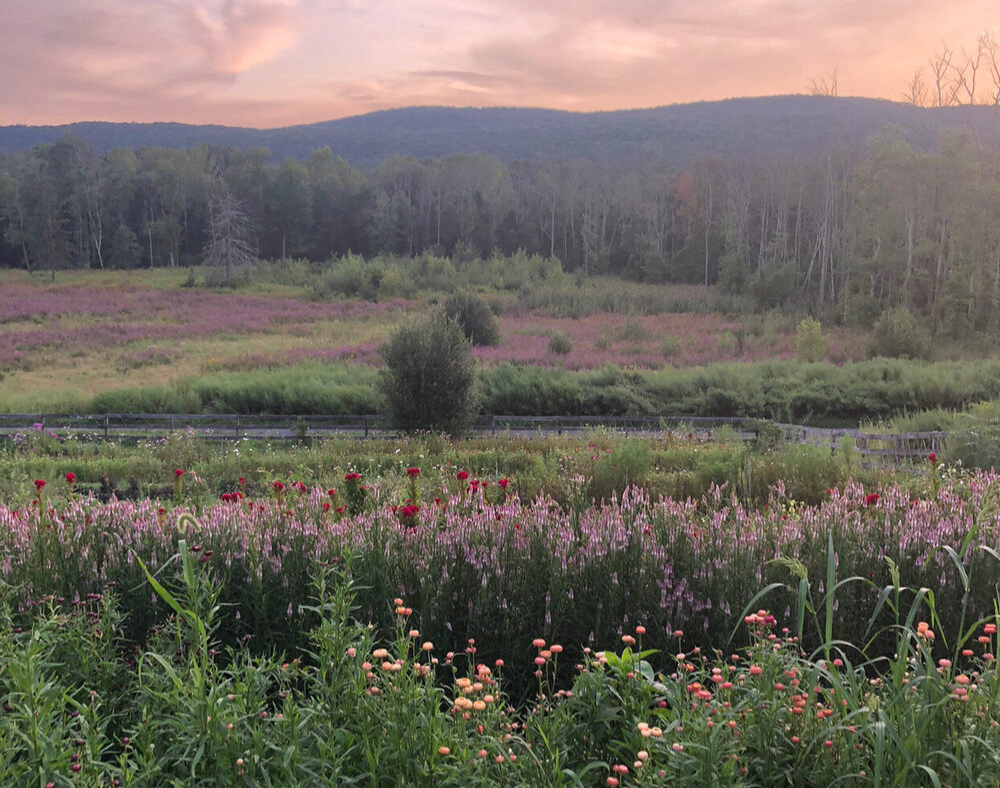 Molly Oliver Flowers - Local Flower Subscriptions and Sustainable Event ...