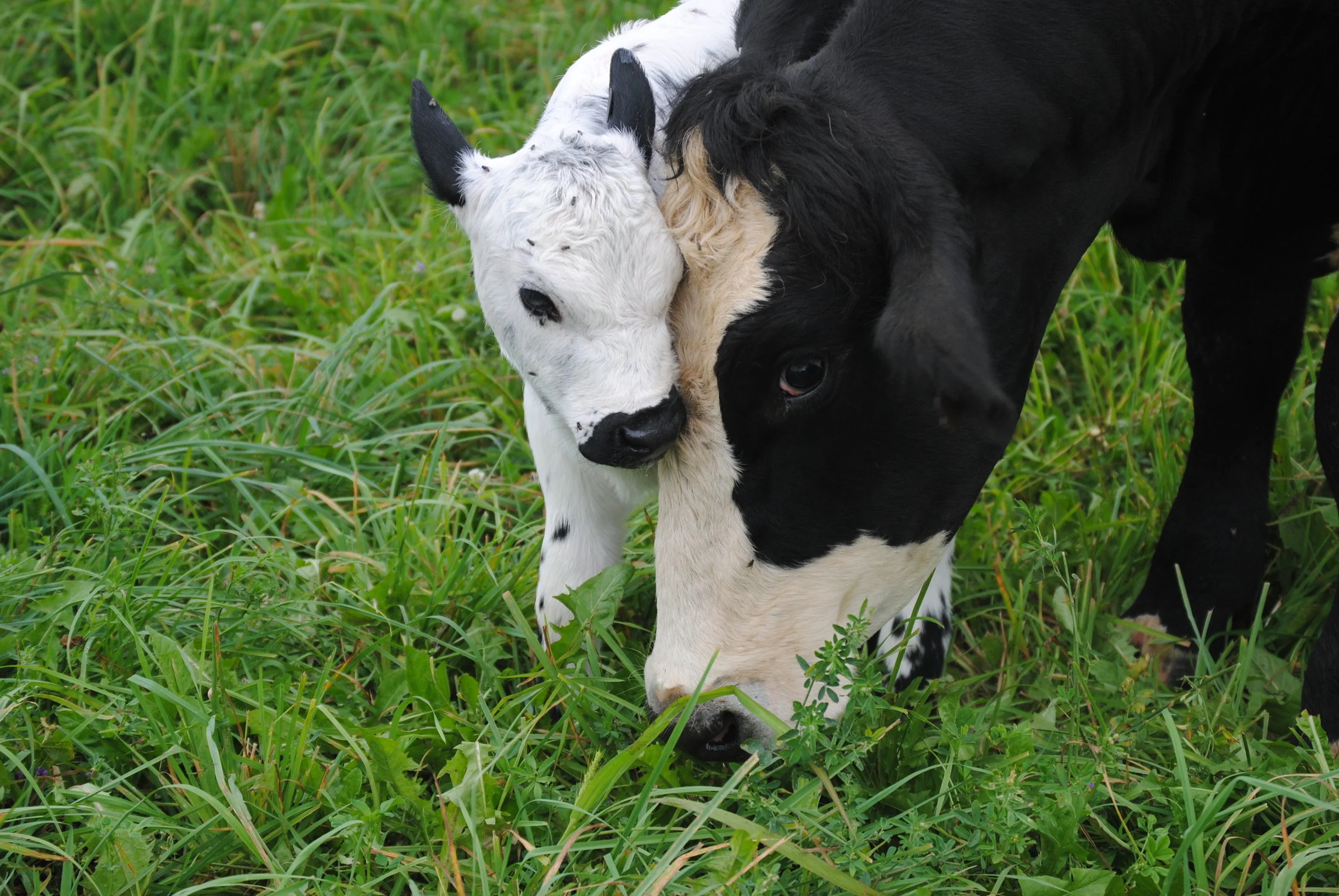 About — Valley Springs Farm