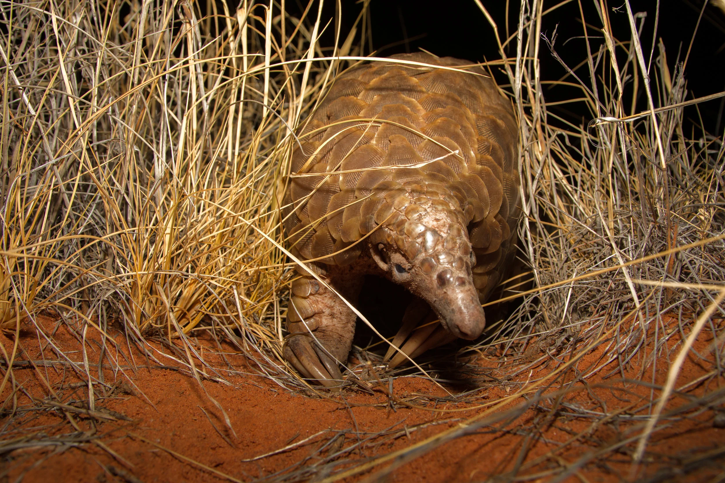Save Pangolins