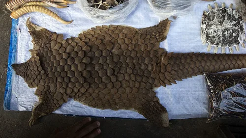 Threats - Save Pangolins