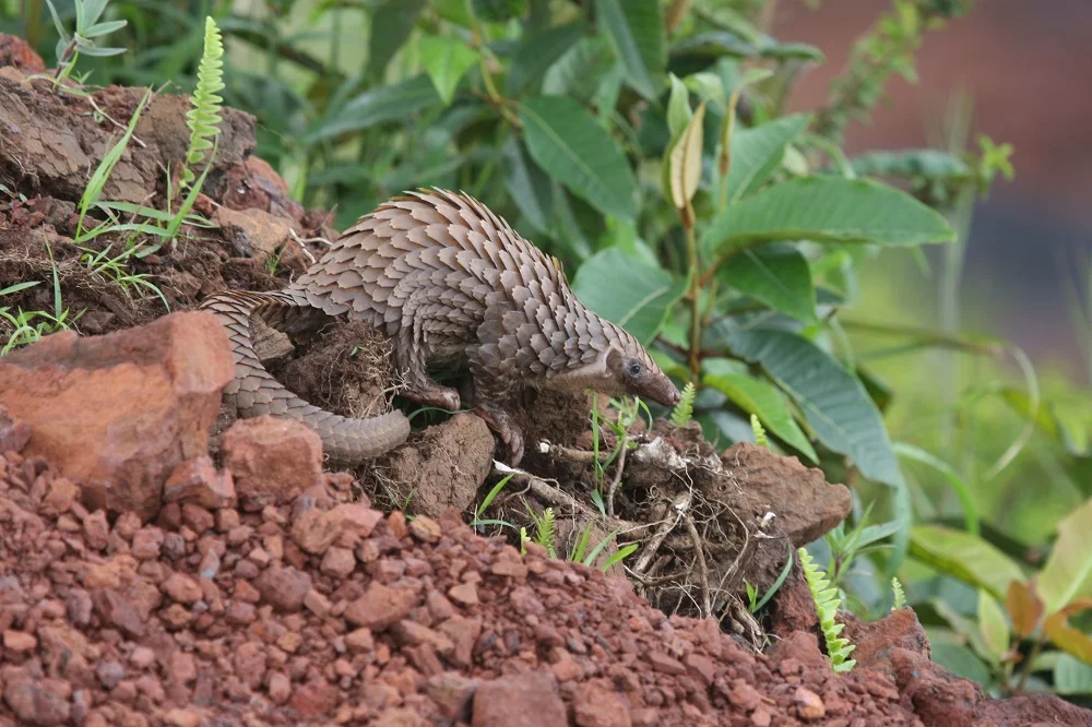 About Pangolins - Save Pangolins